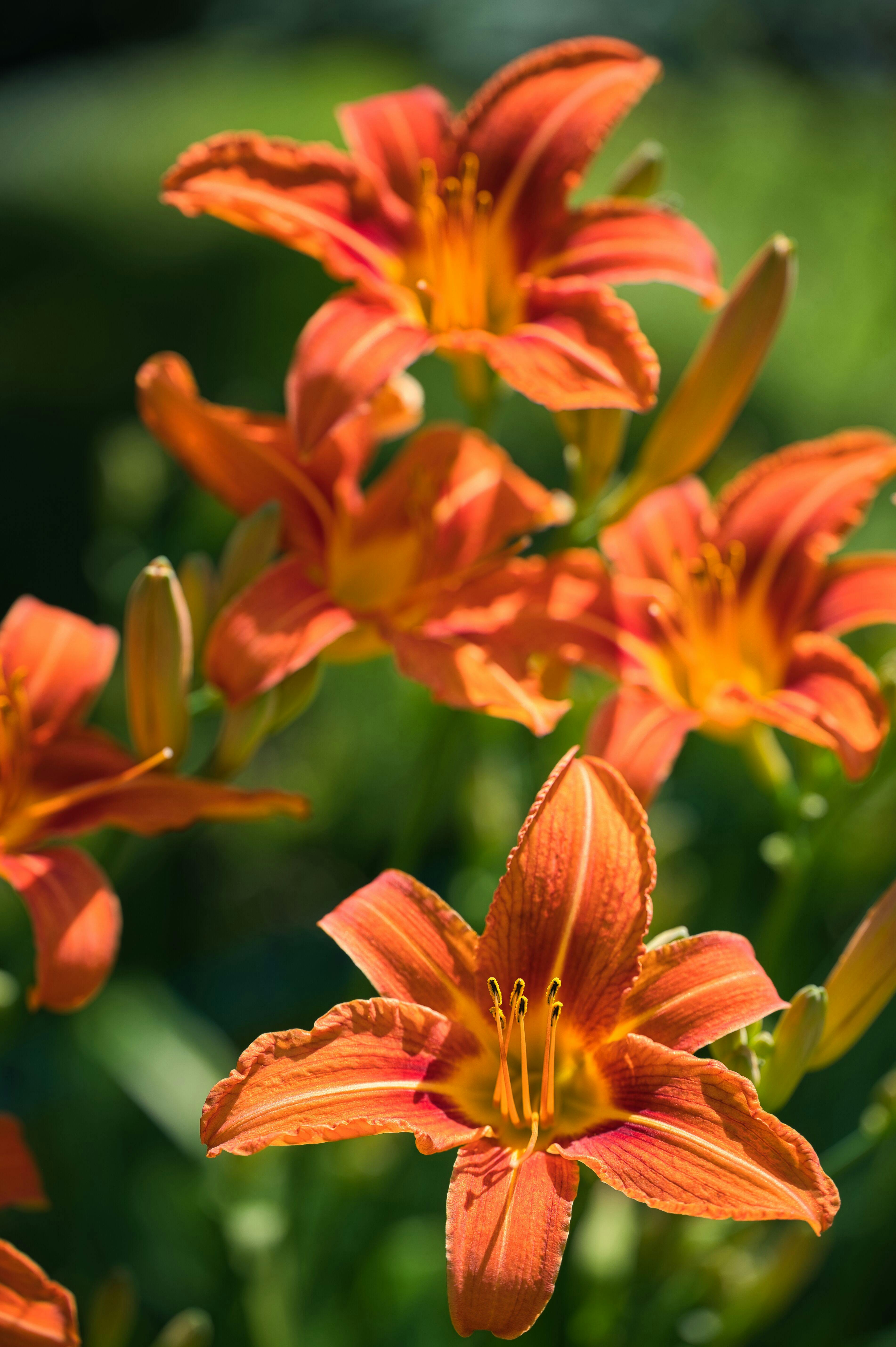 Vibrant Daylily Blooms in Summer Sunshine · Free Stock Photo