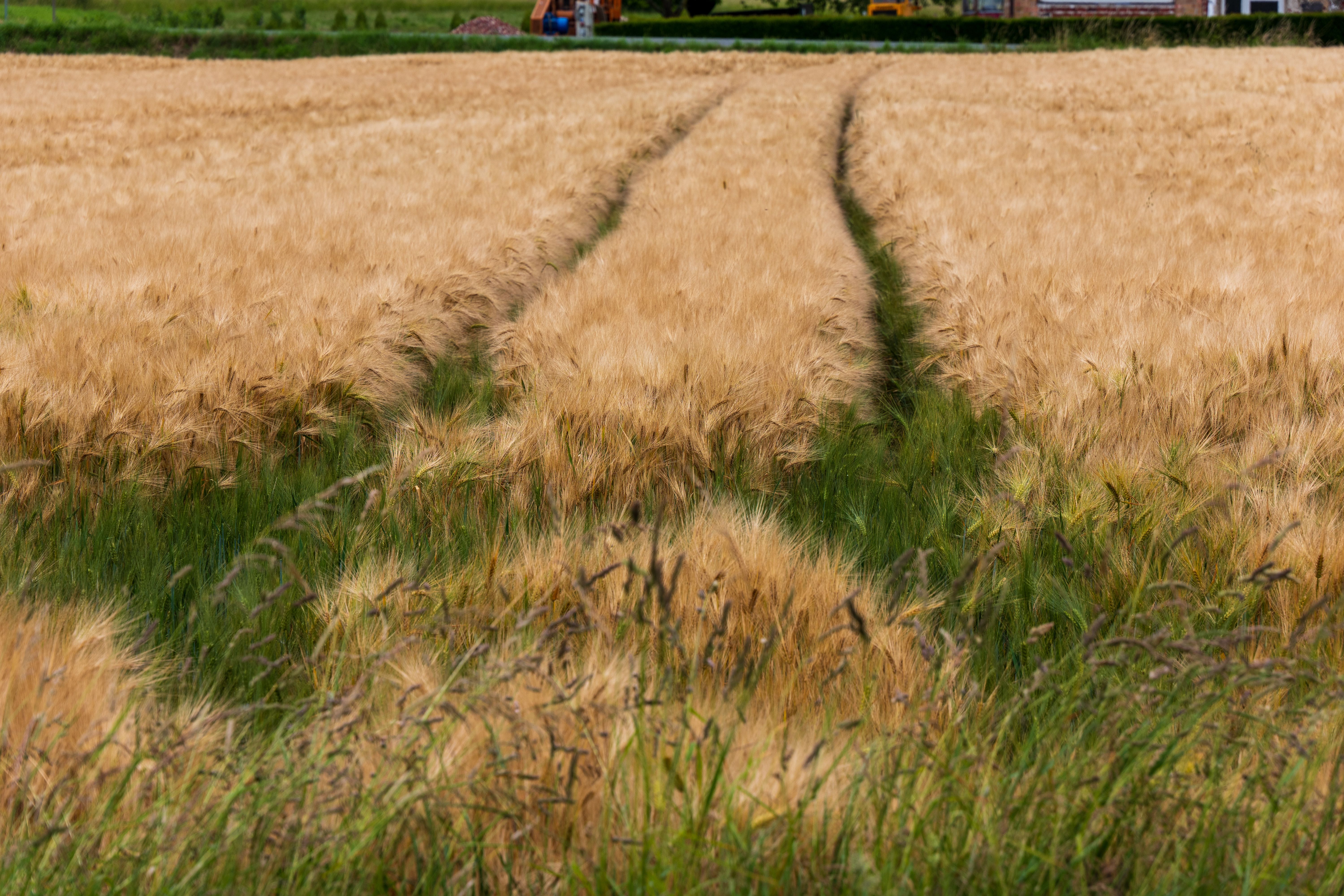 Golden Wheat Field with Tractor Path at Dusk · Free Stock Photo