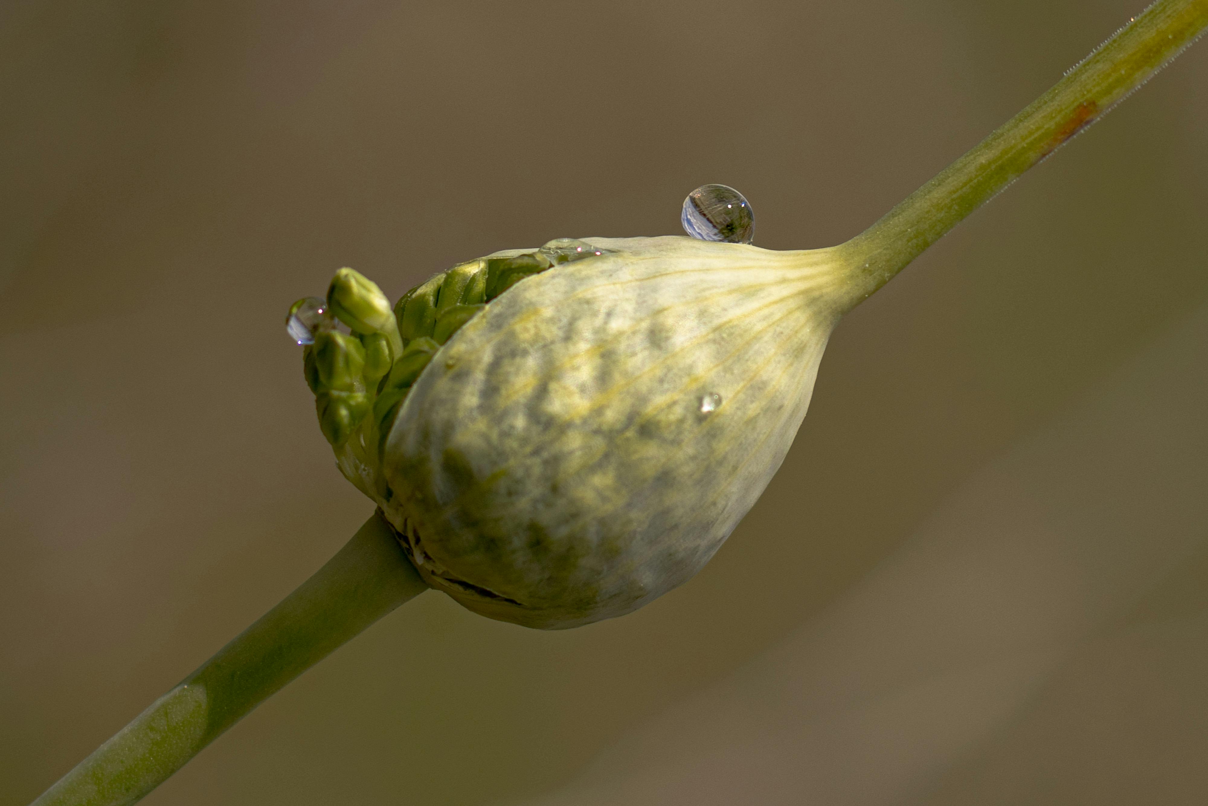 Macro Shot of Bud with Dew Drops on Stem · Free Stock Photo