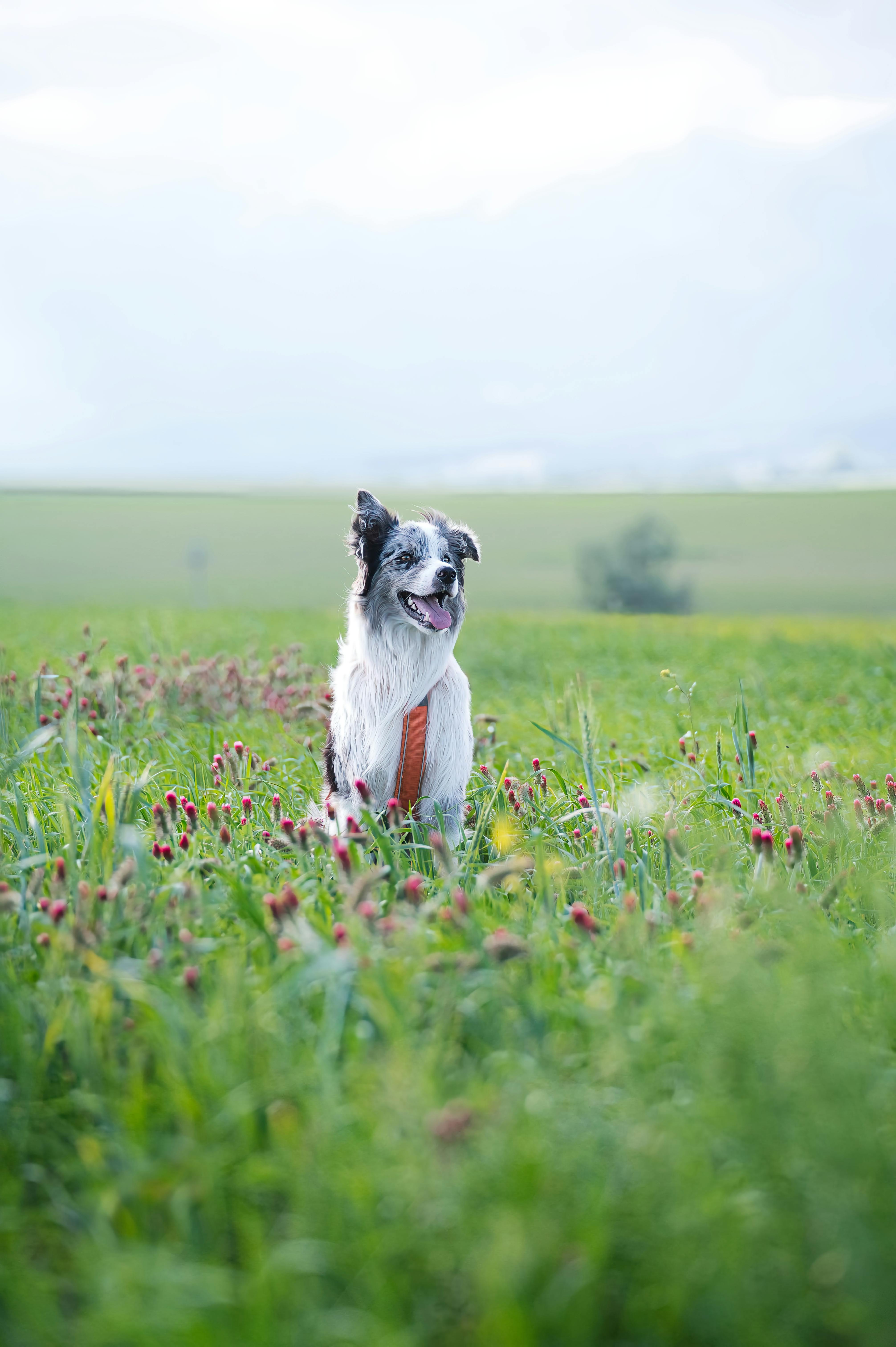 Roblox Charecter Playing An Obby Photos, Download The BEST Free Roblox ...