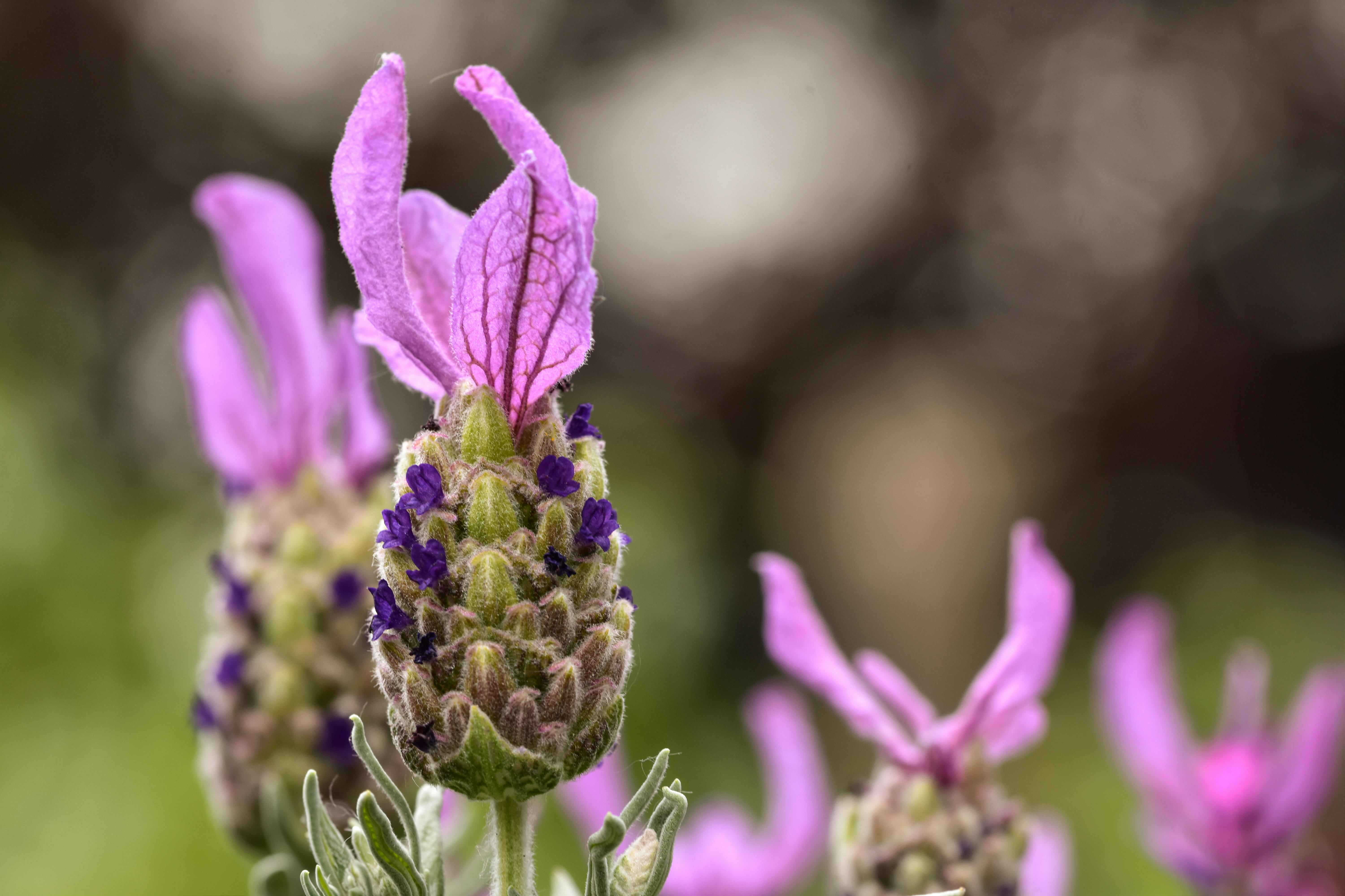 Essential Oils And Herbs Photos, Download The BEST Free Essential Oils ...