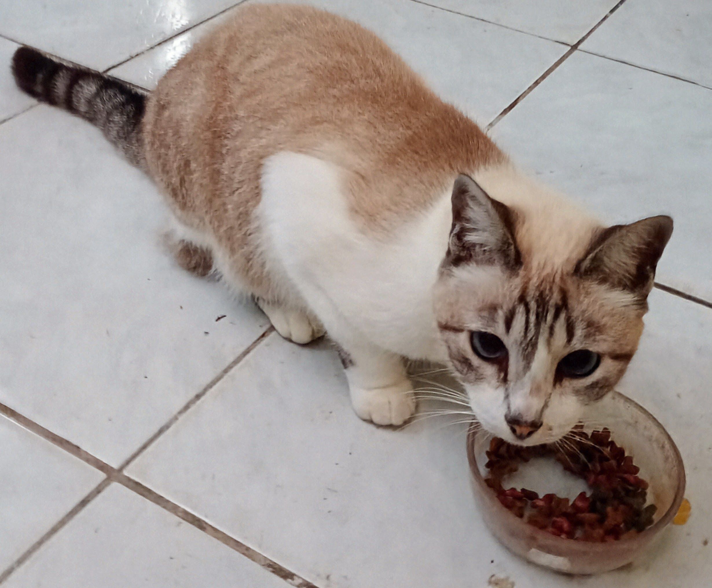 Gato Doméstico Comiendo Alimento Seco En Un Entorno Interior · Foto de ...