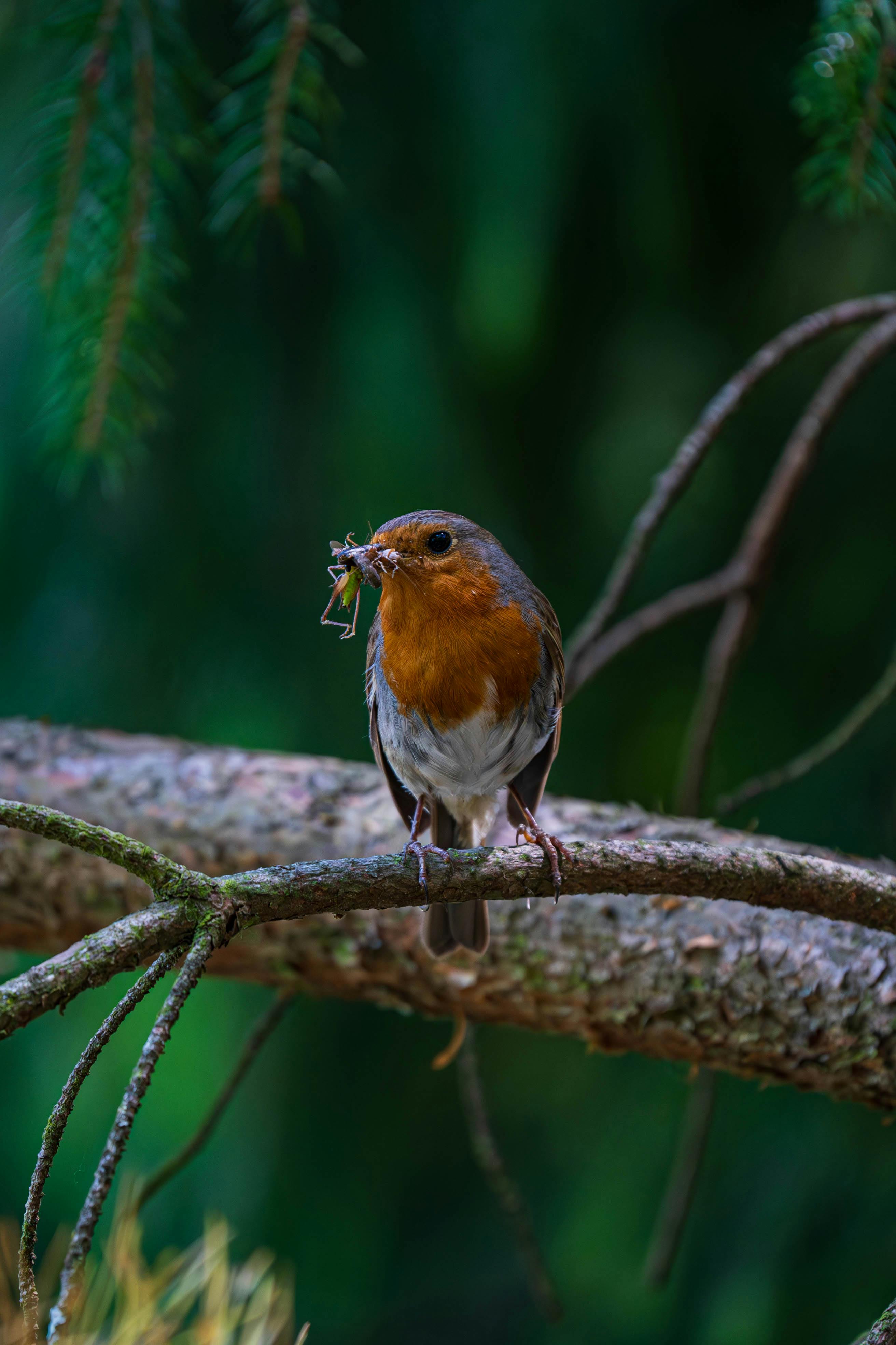 Fichole+Vonrueden+Breasts Photos, Download The BEST Free Fichole ...