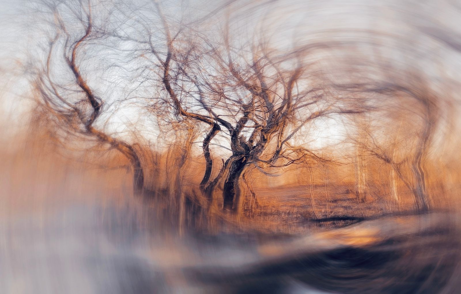Abstract Forest Photos, Download The BEST Free Abstract Forest Stock ...