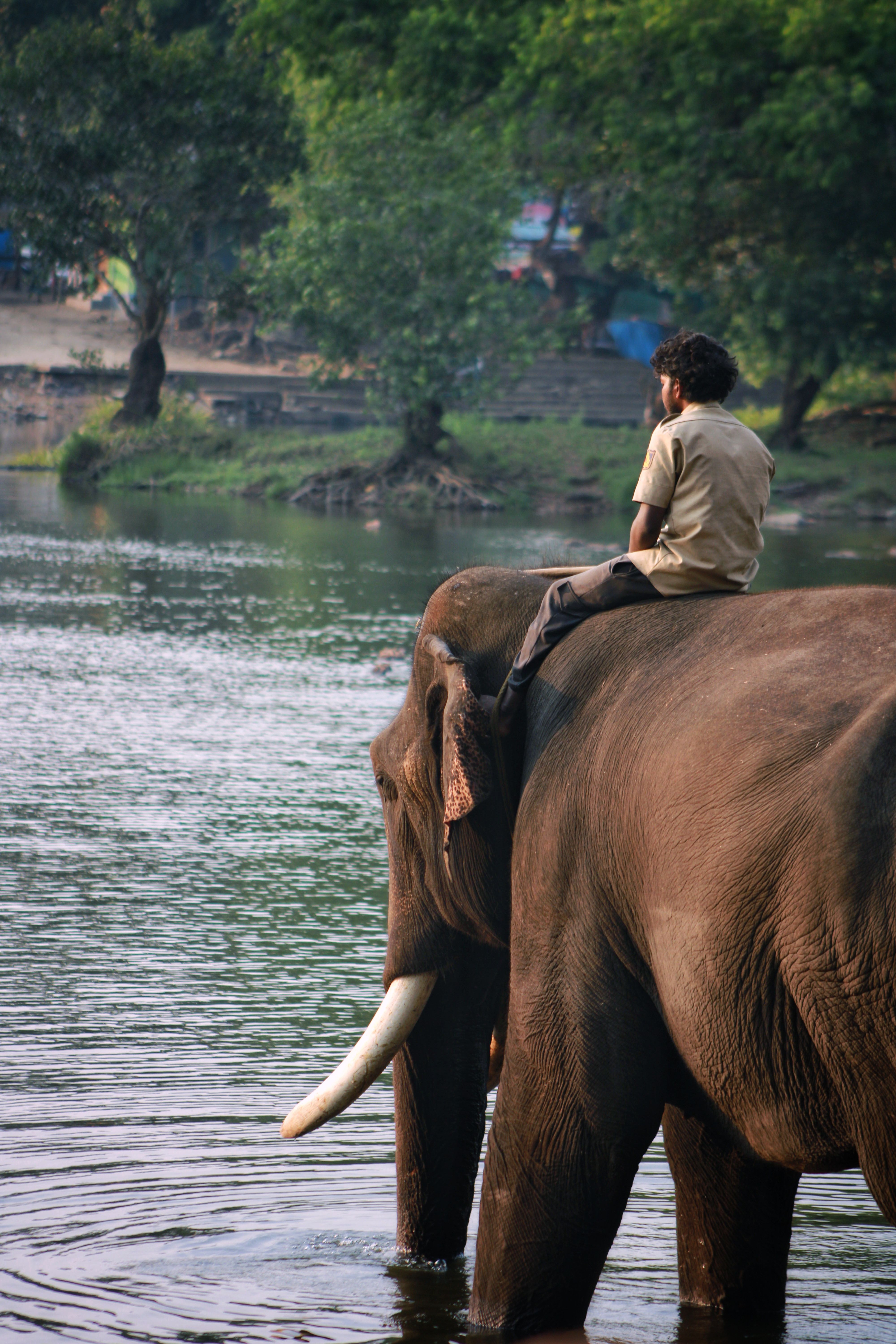 Man Riding Elephant by a Tranquil Riverbank · Free Stock Photo