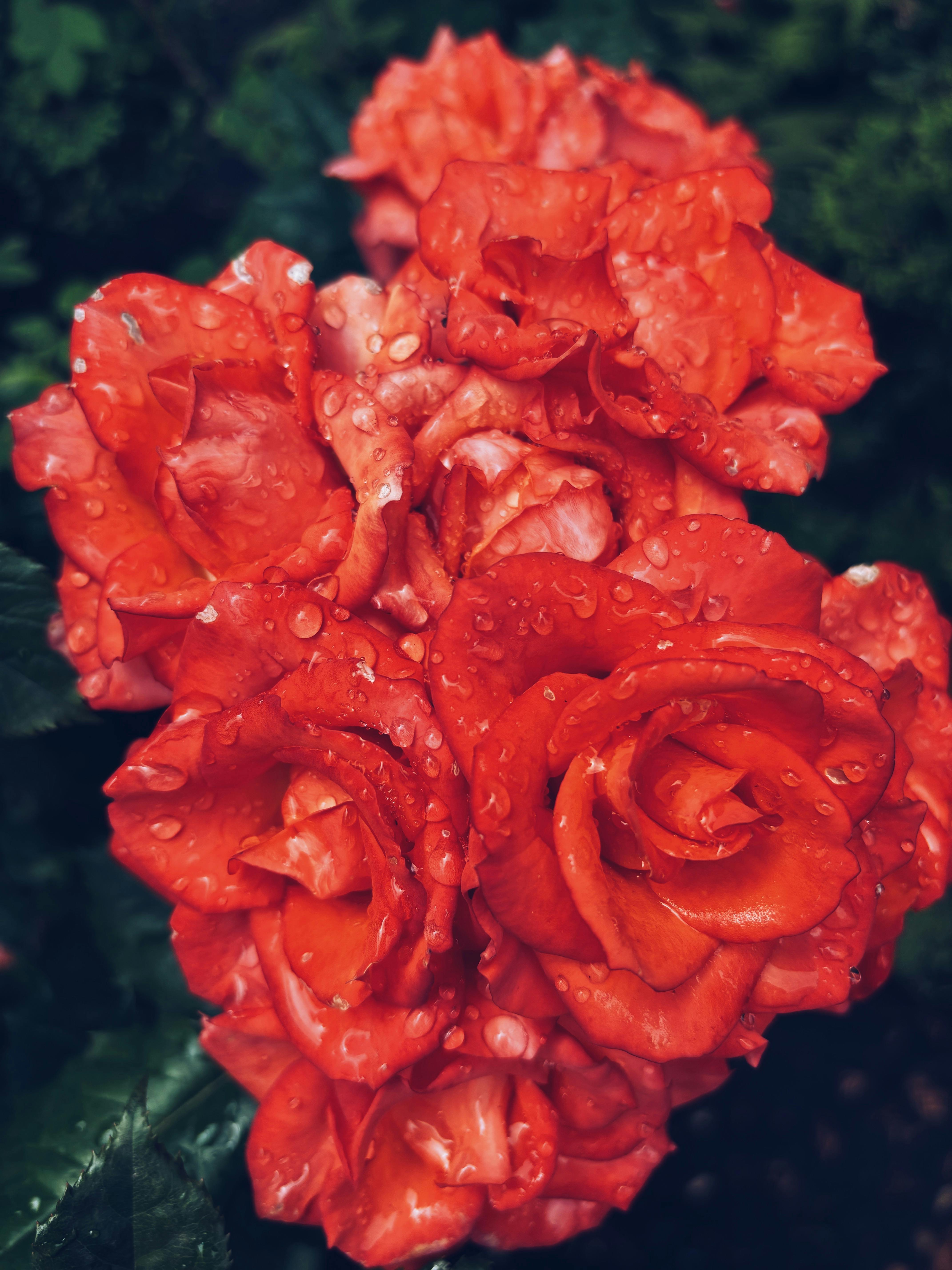 Damascus Roses Photos, Download The BEST Free Damascus Roses Stock ...