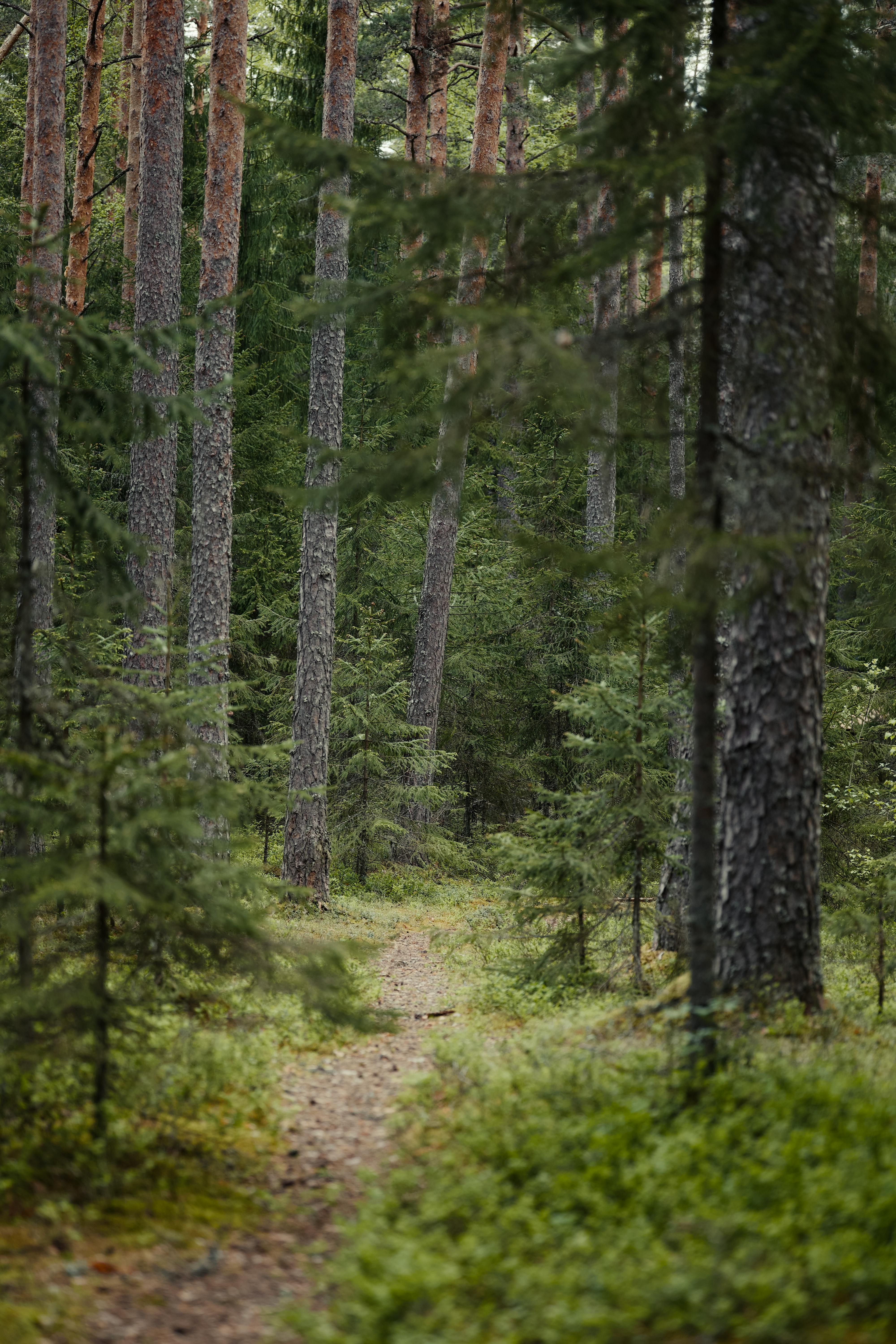 Serene Forest Pathway Through Evergreen Trees · Free Stock Photo