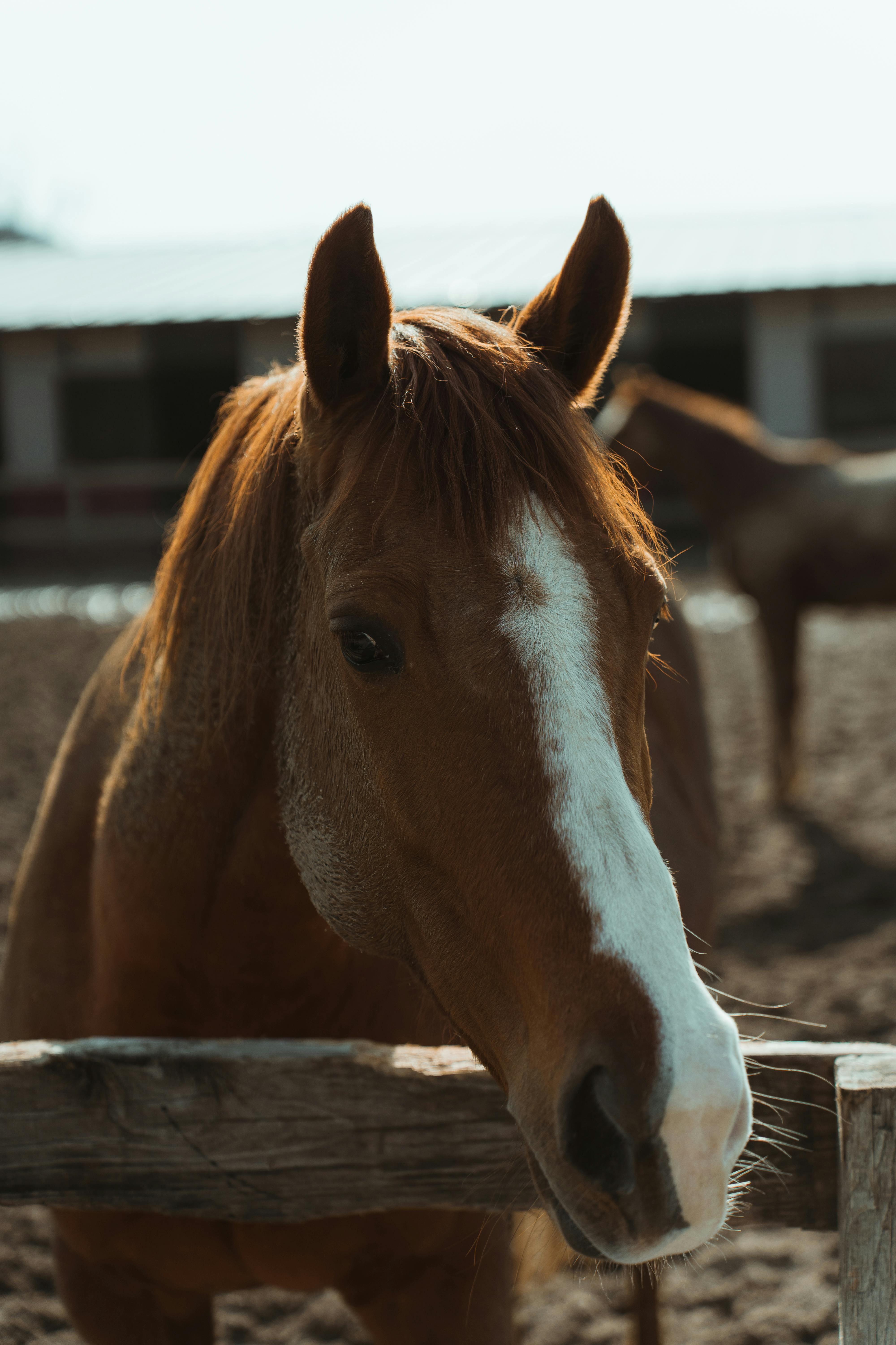 Close-up Portrait of a Brown Horse on a Farm · Free Stock Photo