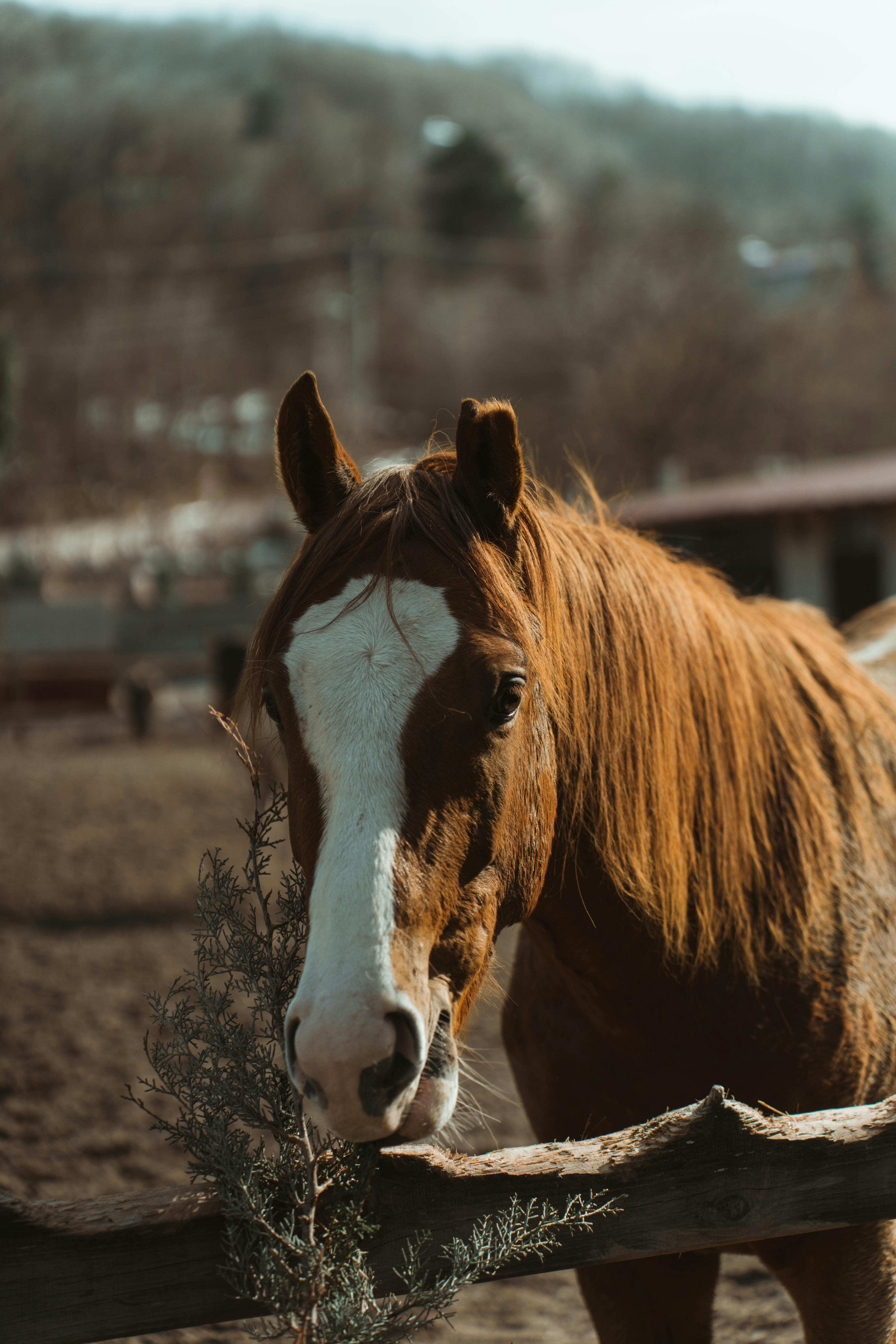 40+ melhores imagens de Mimarlık Hayvan · Download 100% grátis · Fotos ...