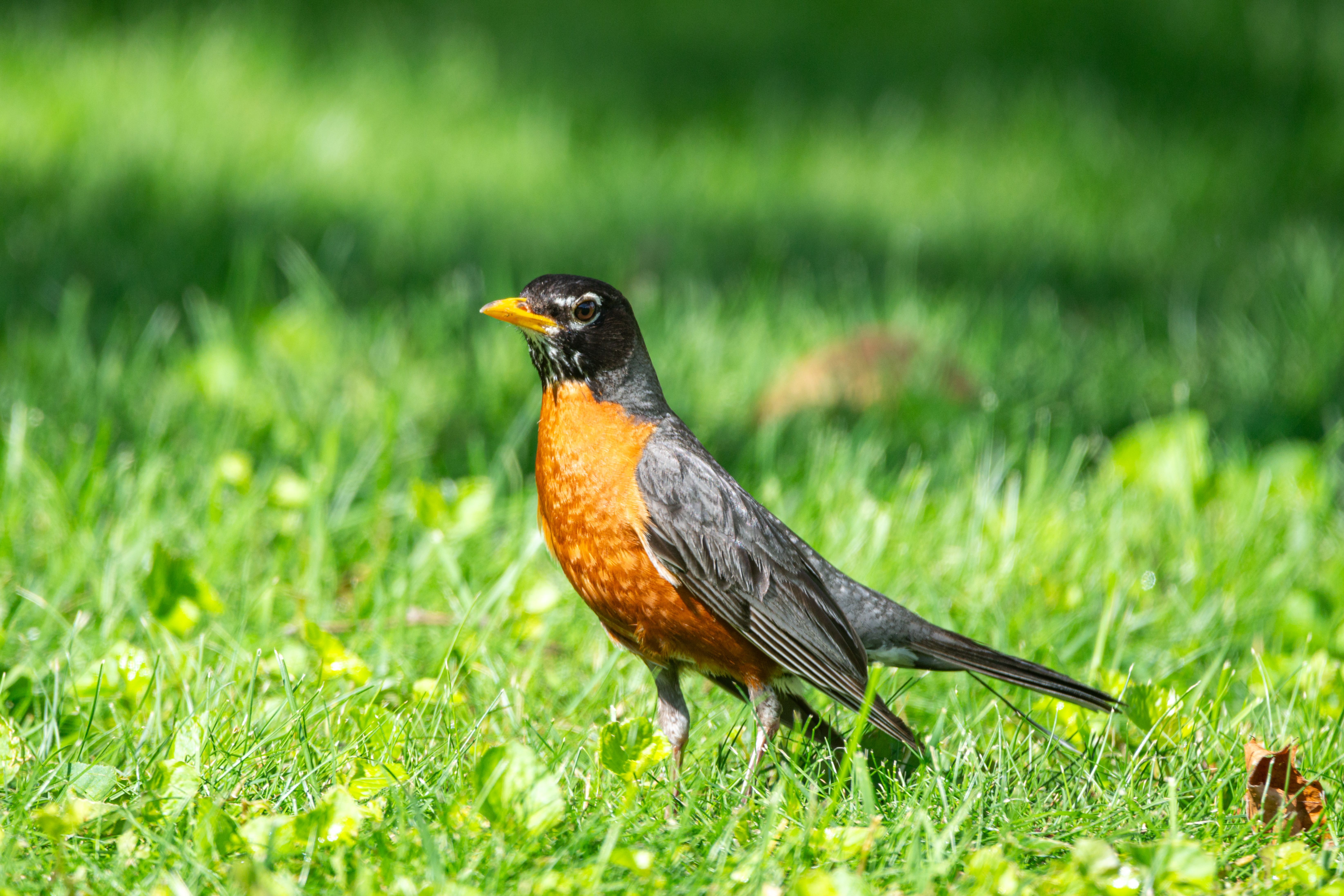 American Robin on Lush Green Lawn in Springtime · Free Stock Photo