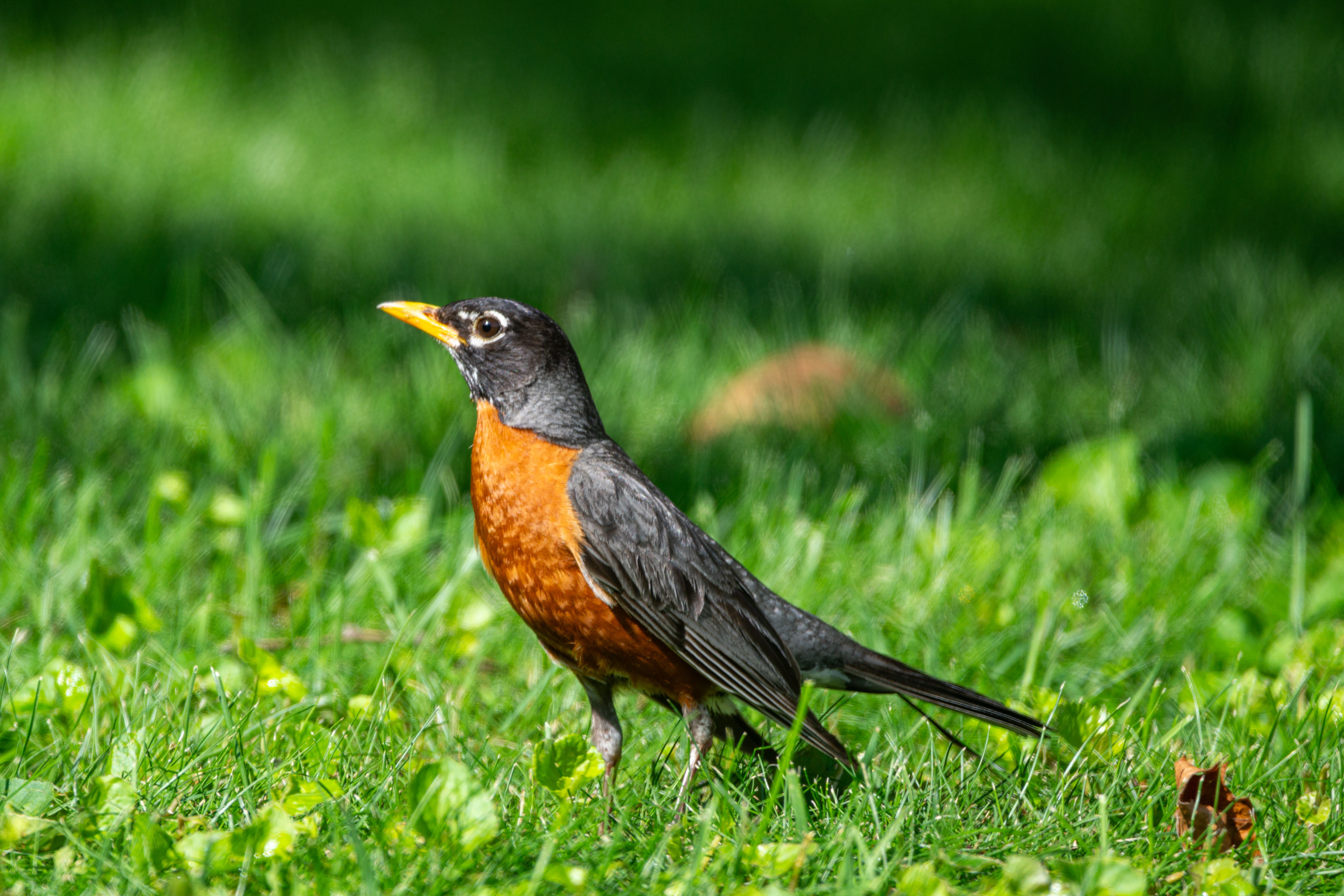American Robin on Lush Grass in Sunlit Park · Free Stock Photo