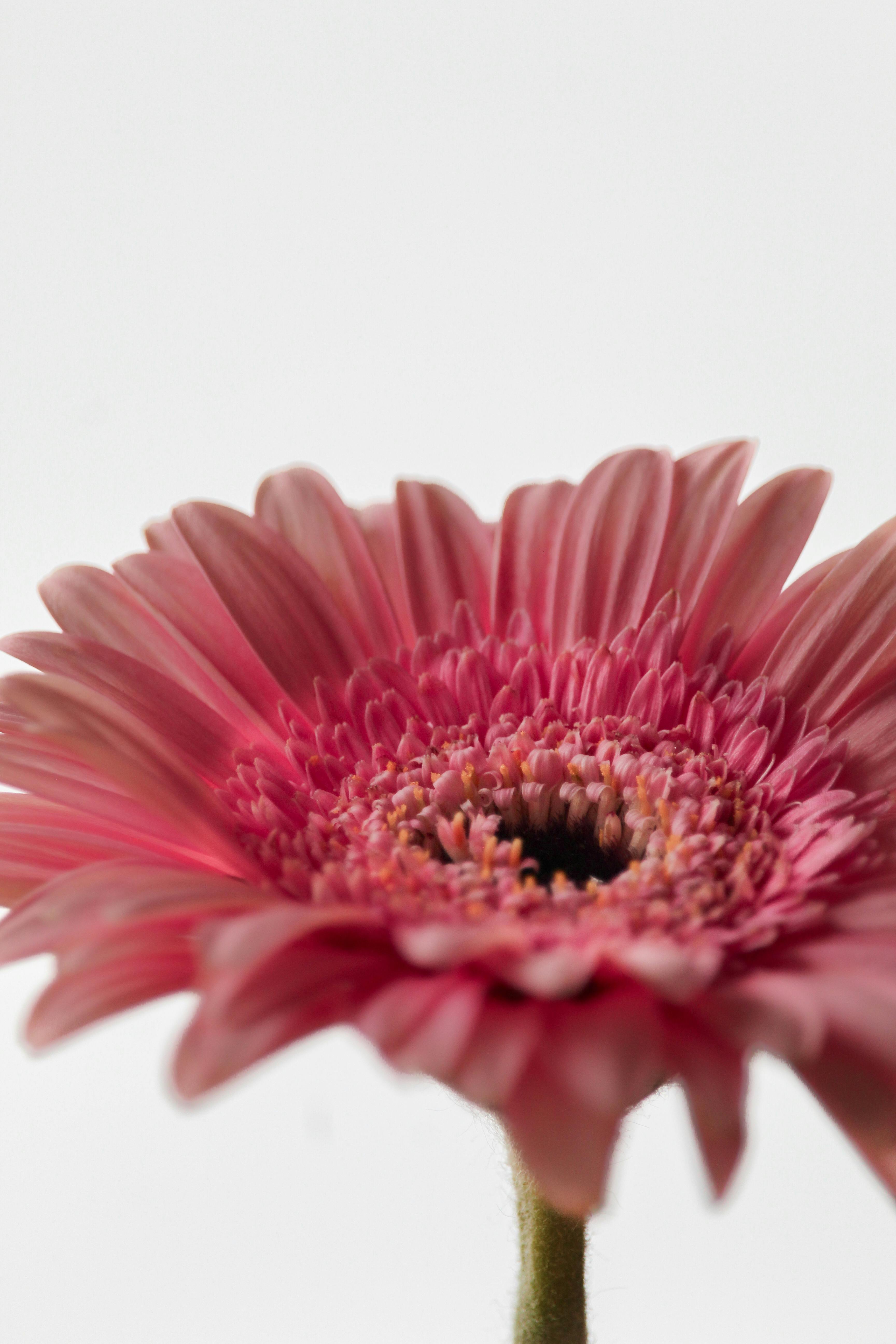Elegant Pink Gerbera Daisy on White Background · Free Stock Photo