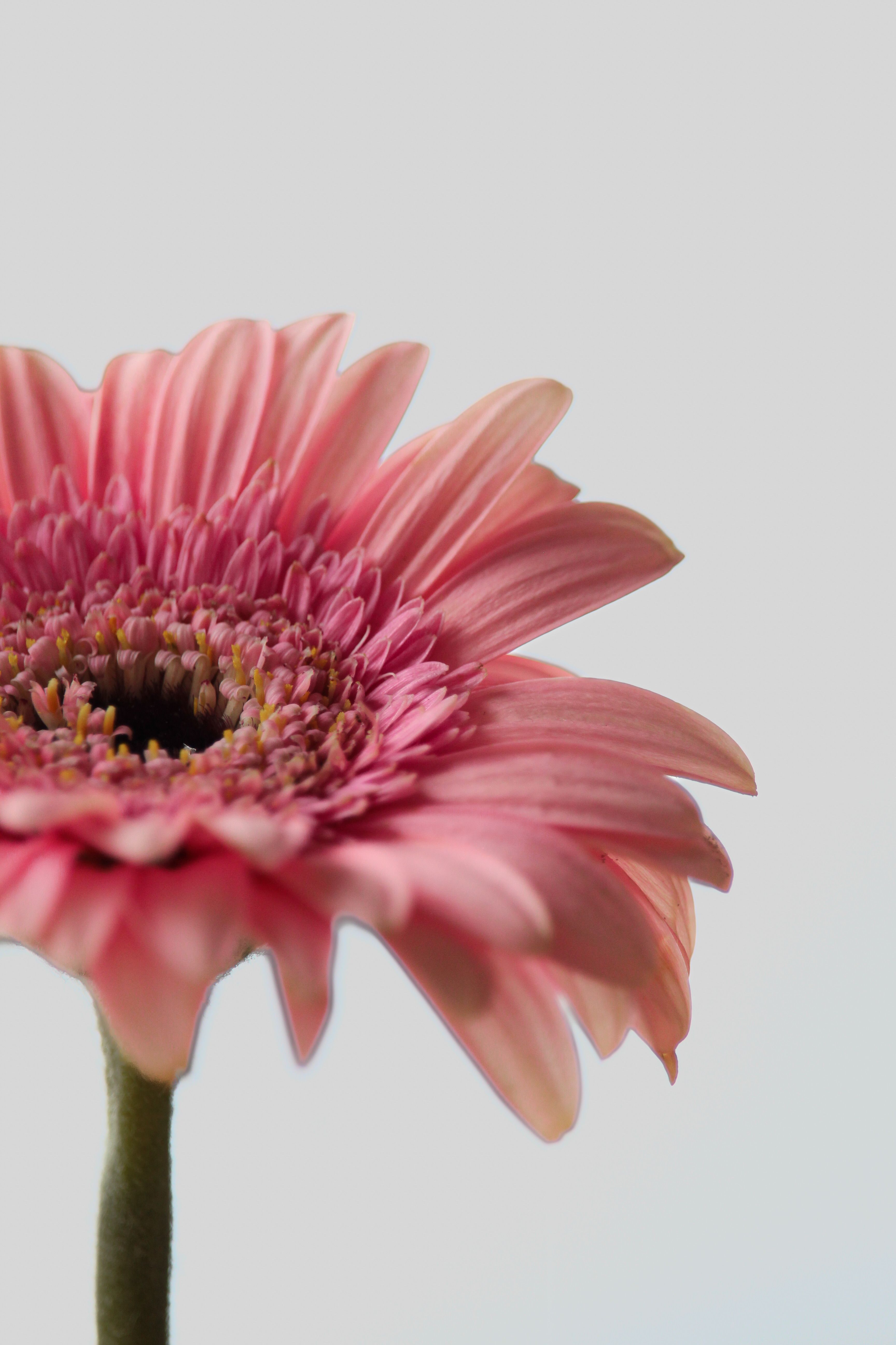 Pink Flower · Free Stock Photo