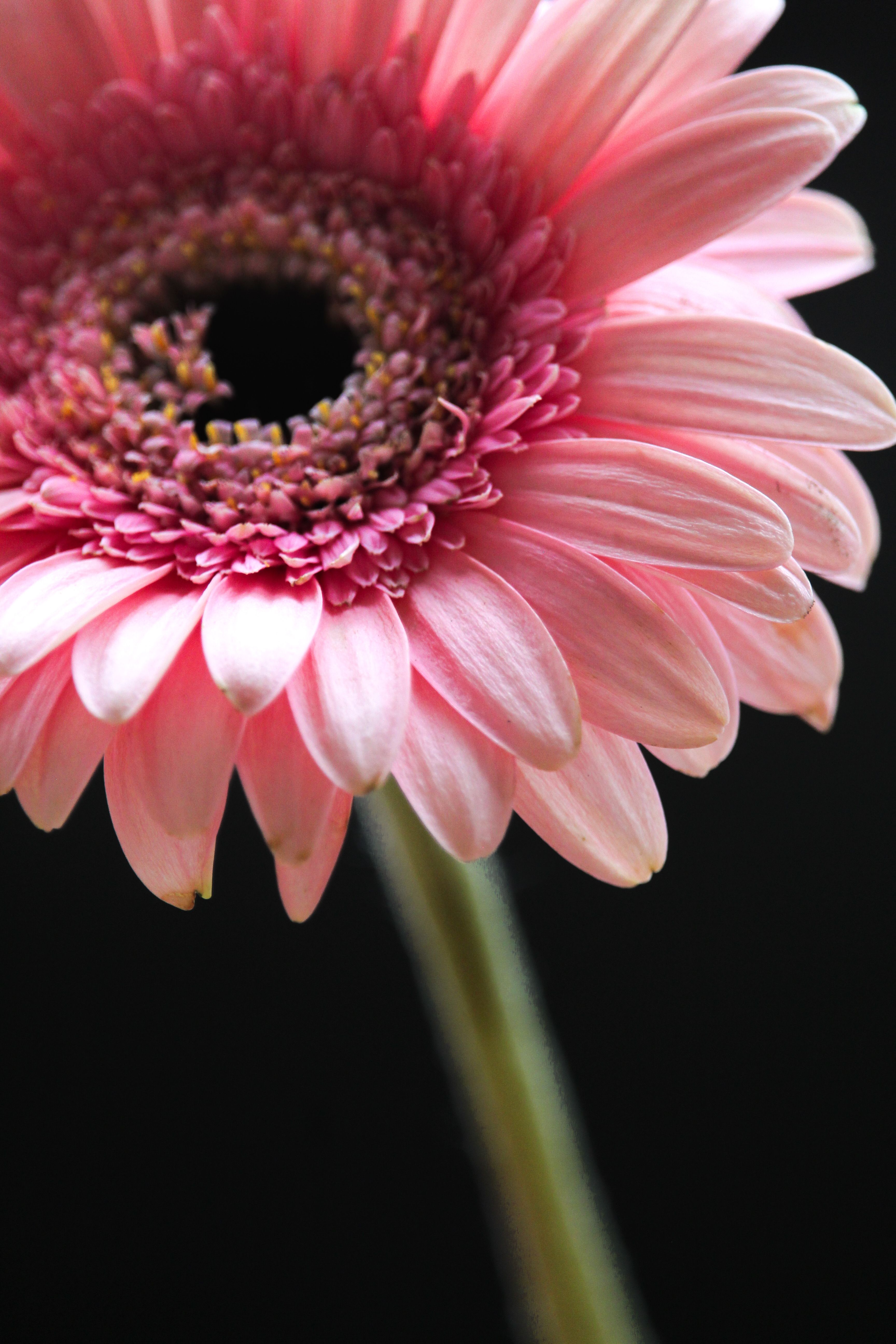 Pink Gerbera Flower in Closeup Photography · Free Stock Photo