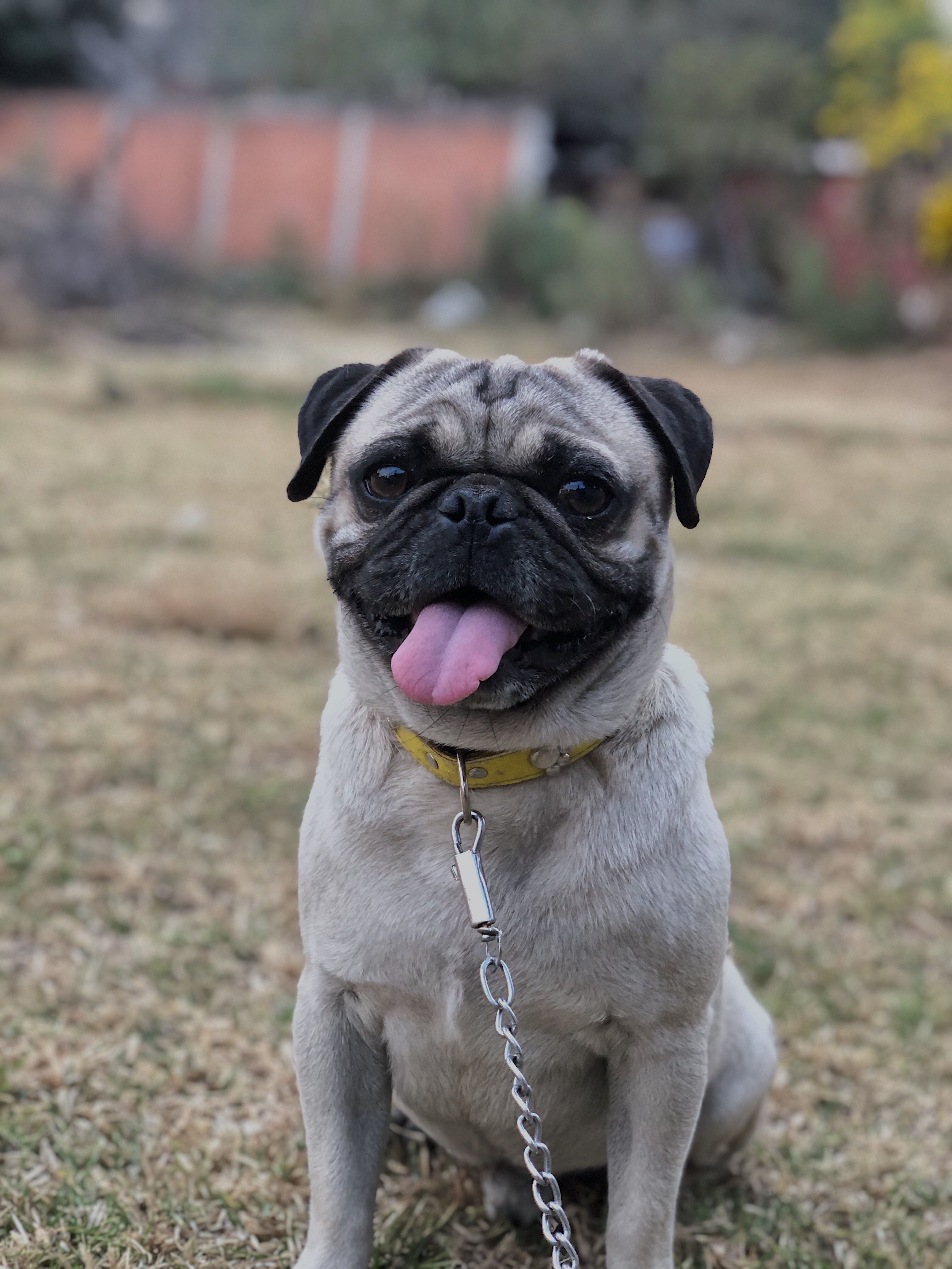 Adorable Pug Sitting Outdoors with Tongue Out · Free Stock Photo