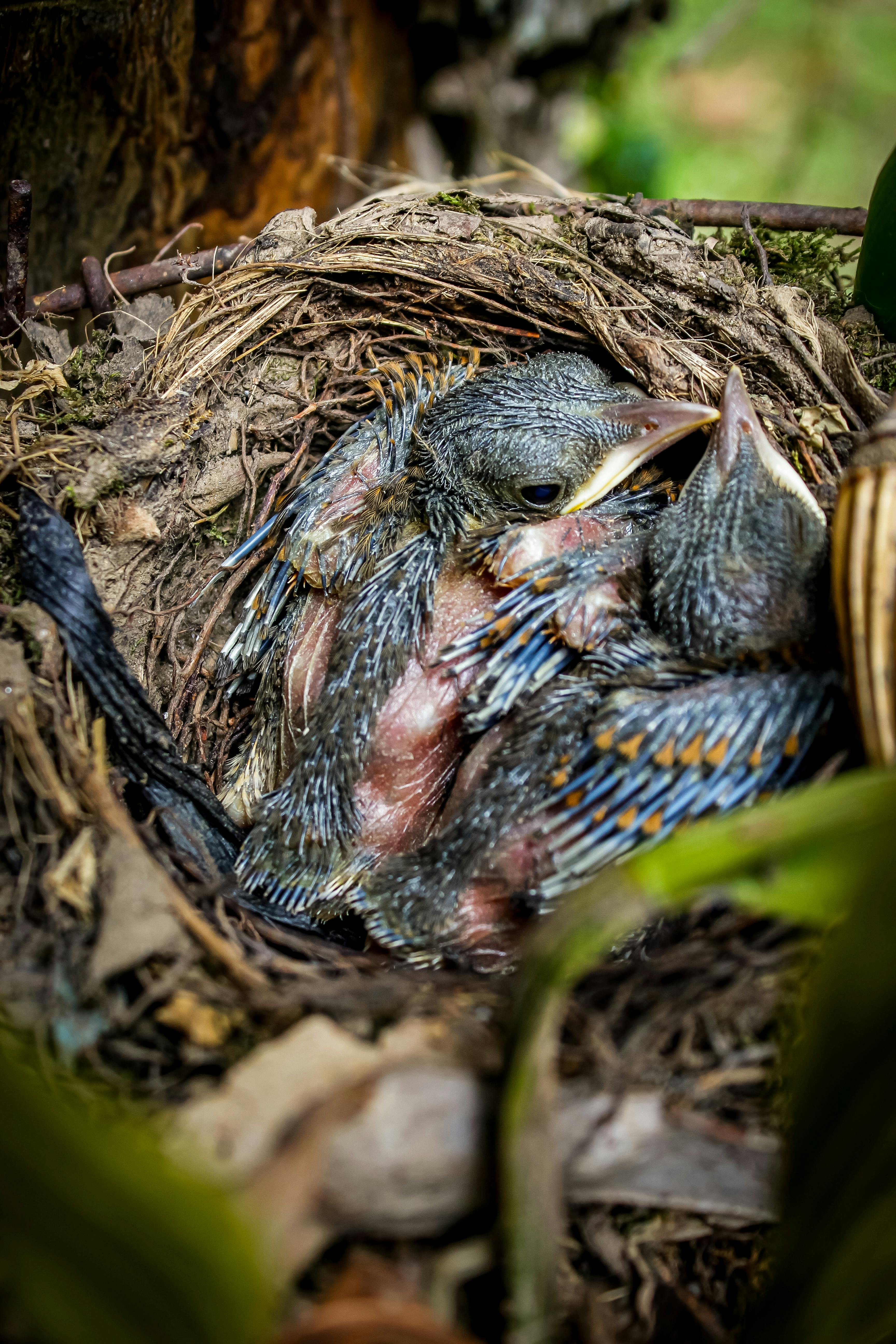 Baby Birds Photos, Download The BEST Free Baby Birds Stock Photos & HD ...