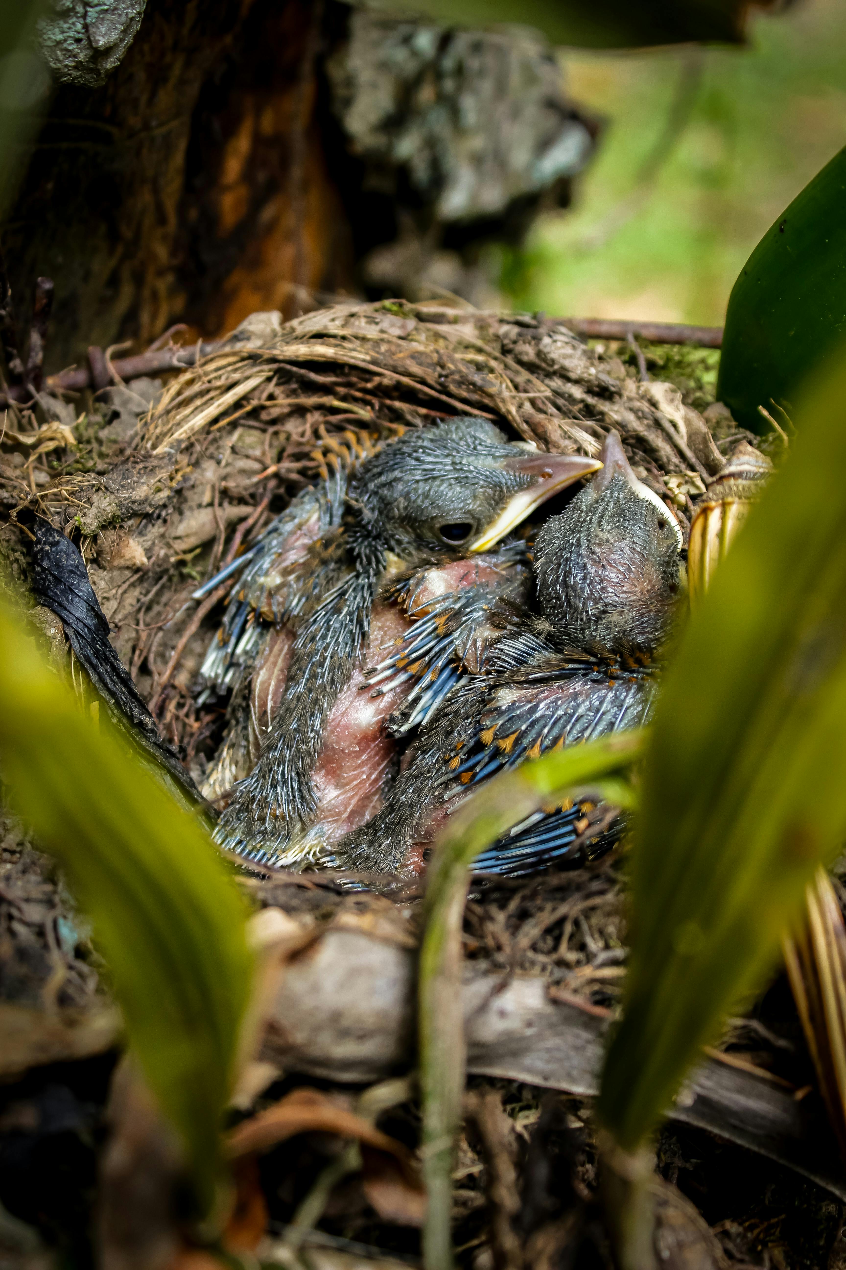 Baby Birds Photos, Download The BEST Free Baby Birds Stock Photos & HD ...