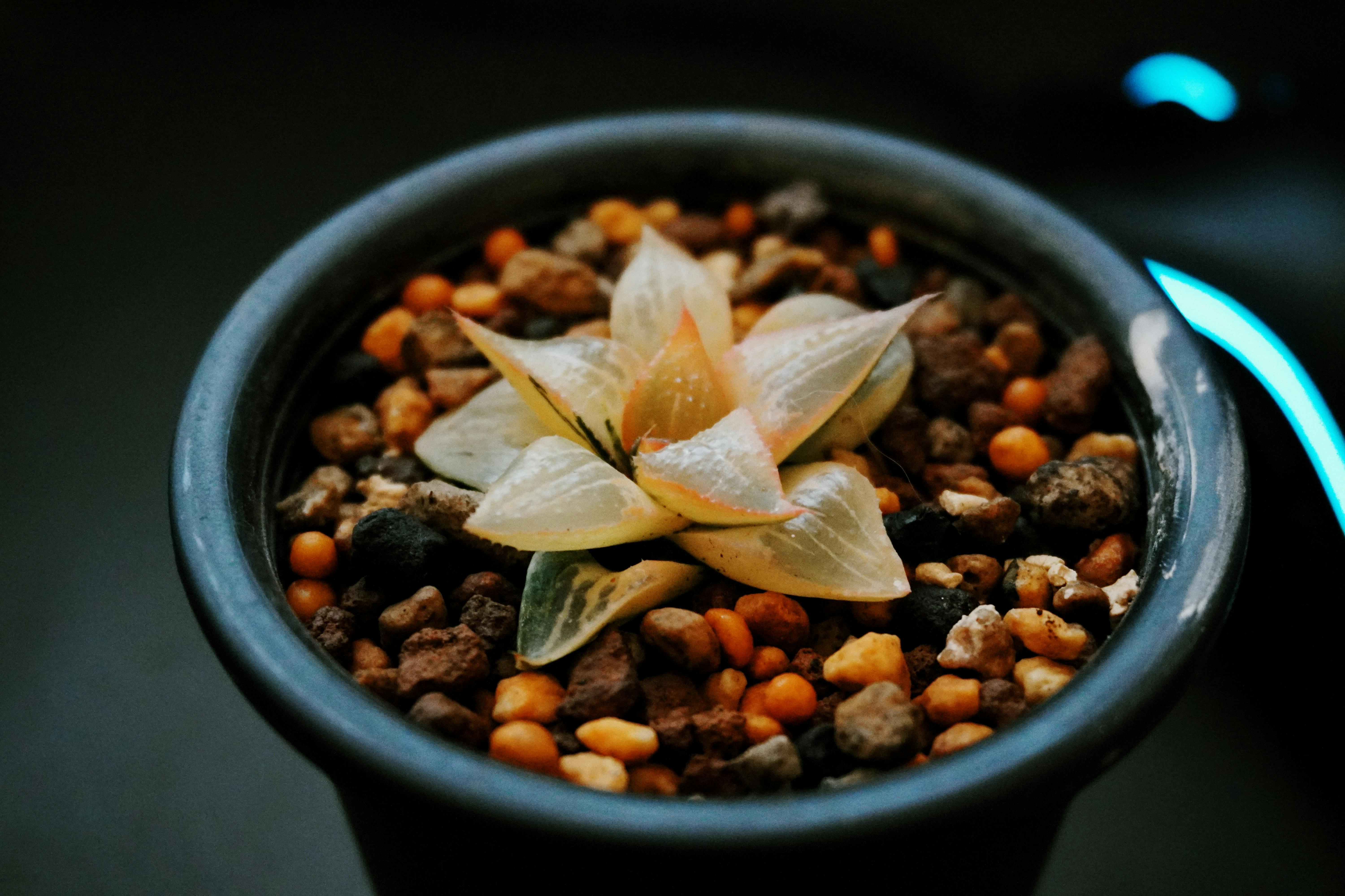 Robux Image Photos, Download The BEST Free Robux Image Stock Photos ...