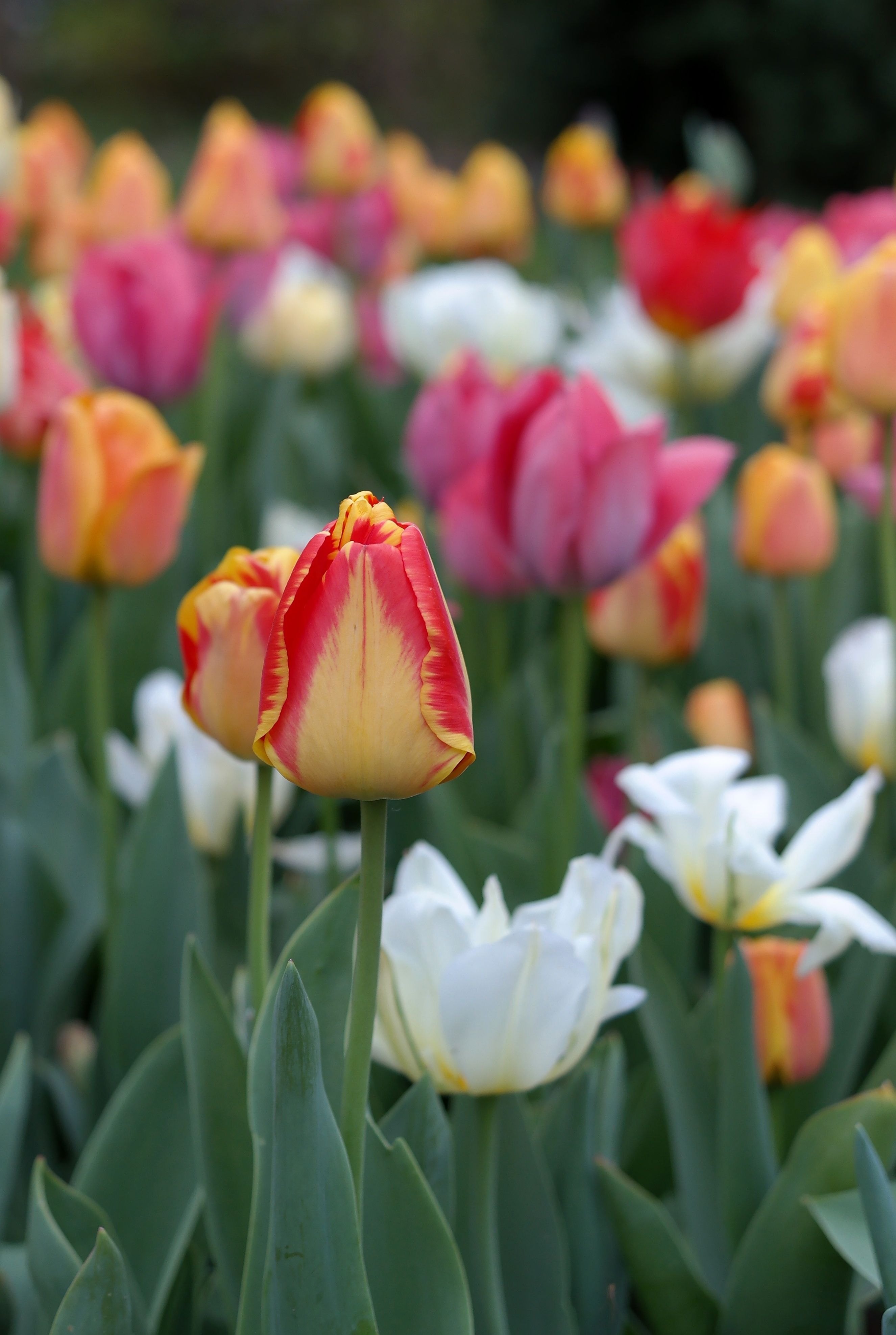 Taco Tulips Photos, Download The BEST Free Taco Tulips Stock Photos ...