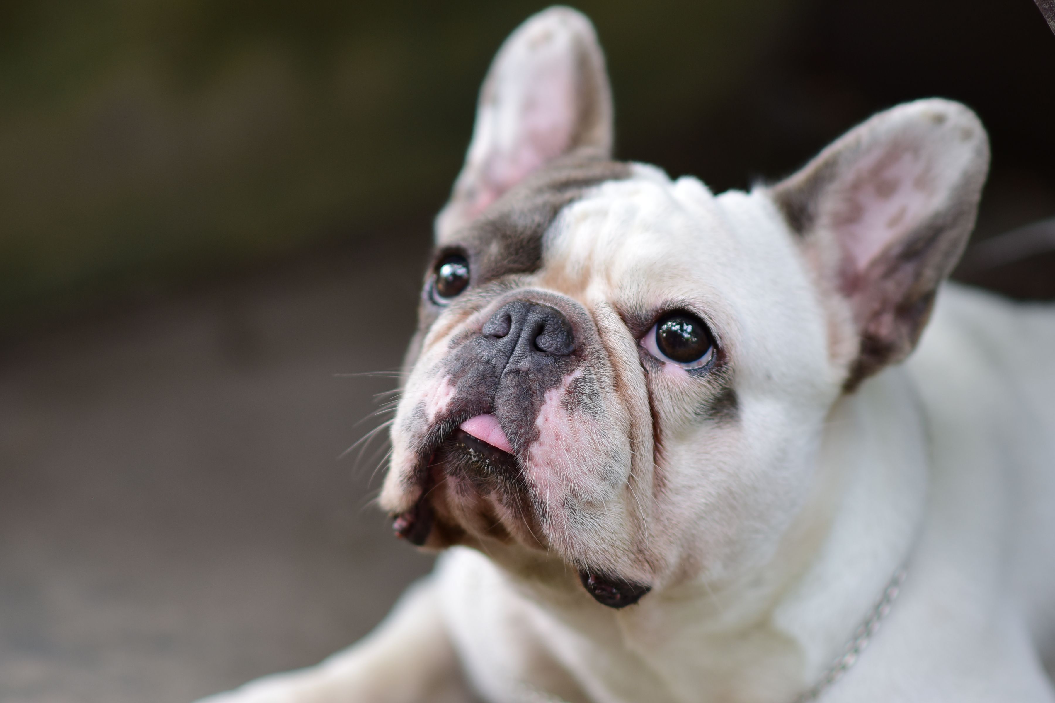 Bulldog Numse Photos, Download The BEST Free Bulldog Numse Stock Photos ...