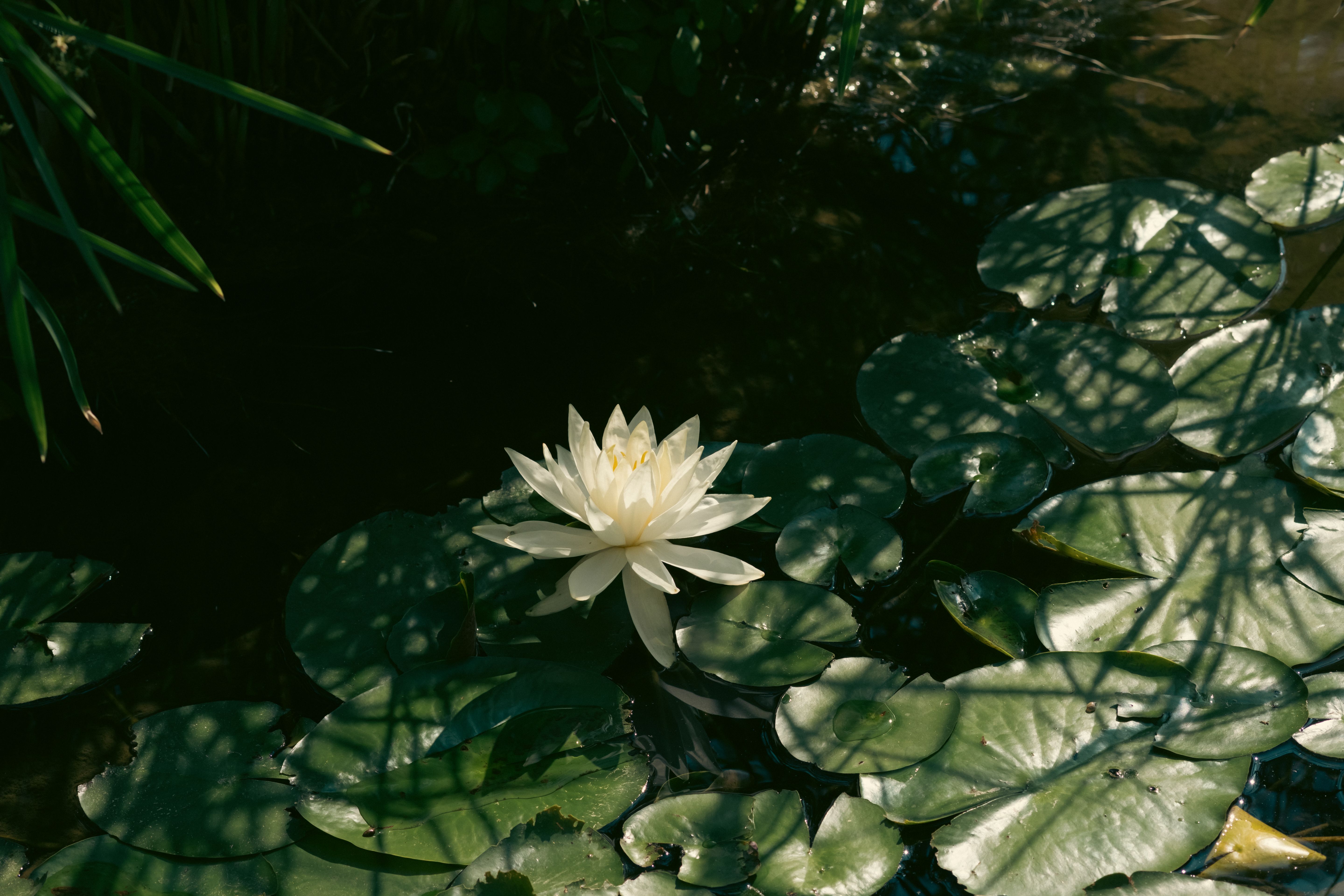 Lilies Aesthetic Photos, Download The BEST Free Lilies Aesthetic Stock ...
