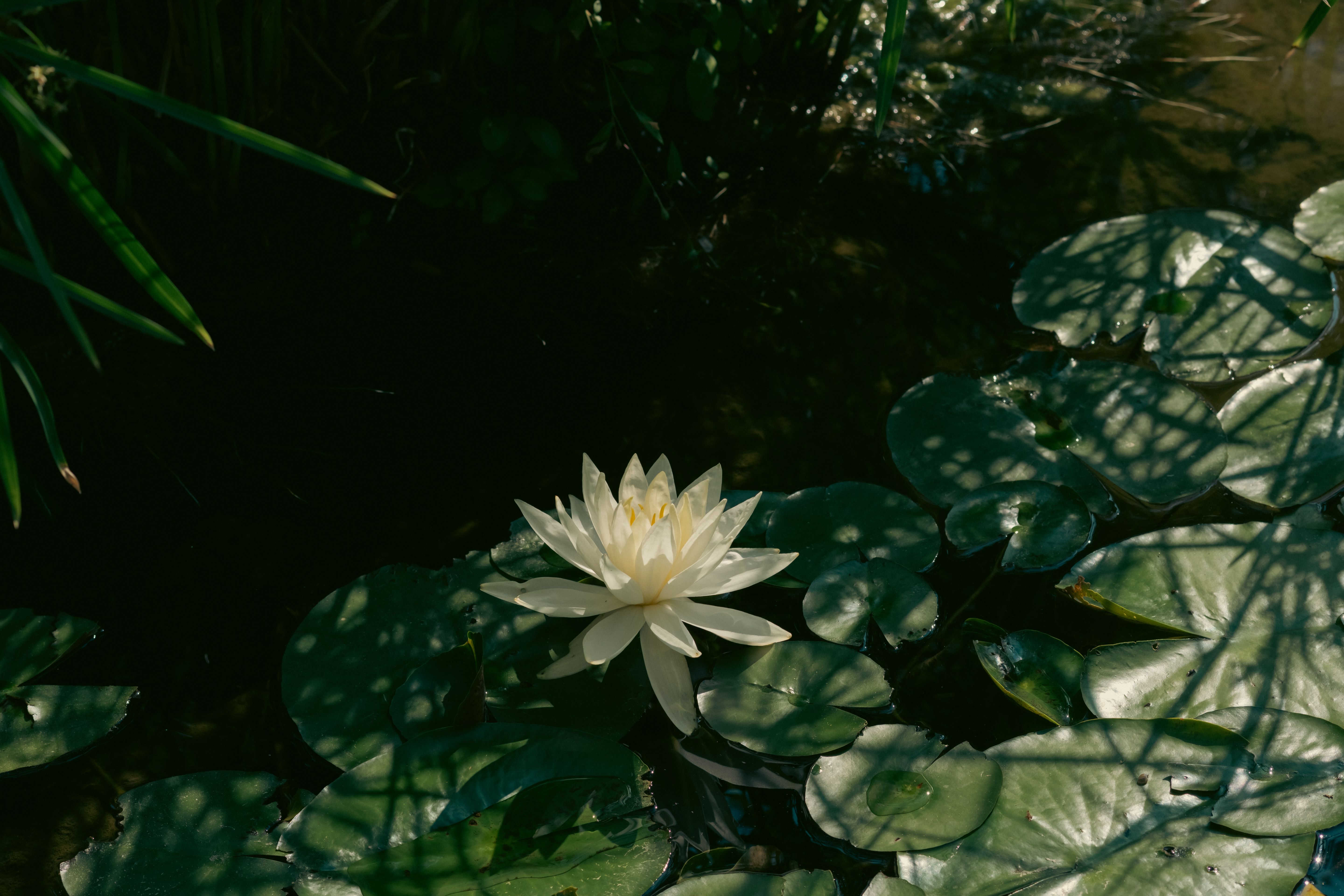 Lilies Aesthetic Photos, Download The BEST Free Lilies Aesthetic Stock ...