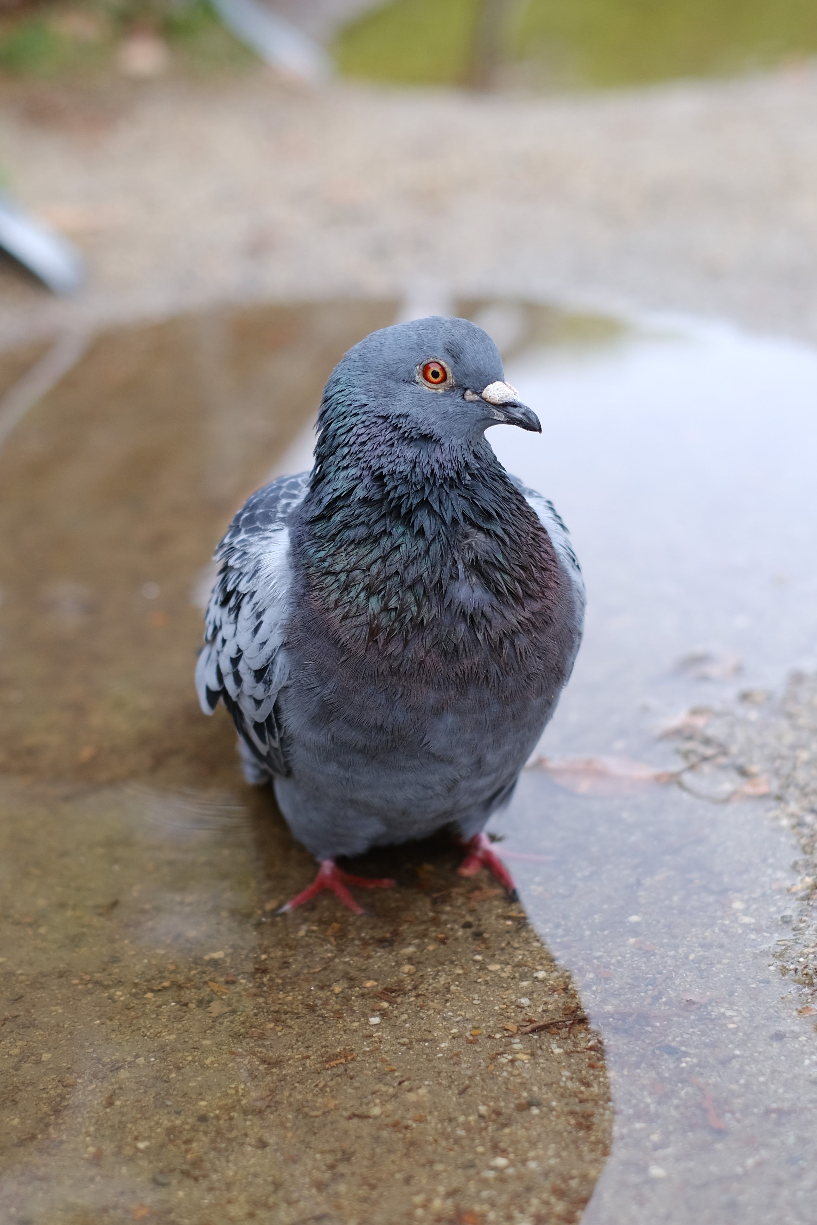 Pigeon Side View Photos, Download The BEST Free Pigeon Side View Stock ...
