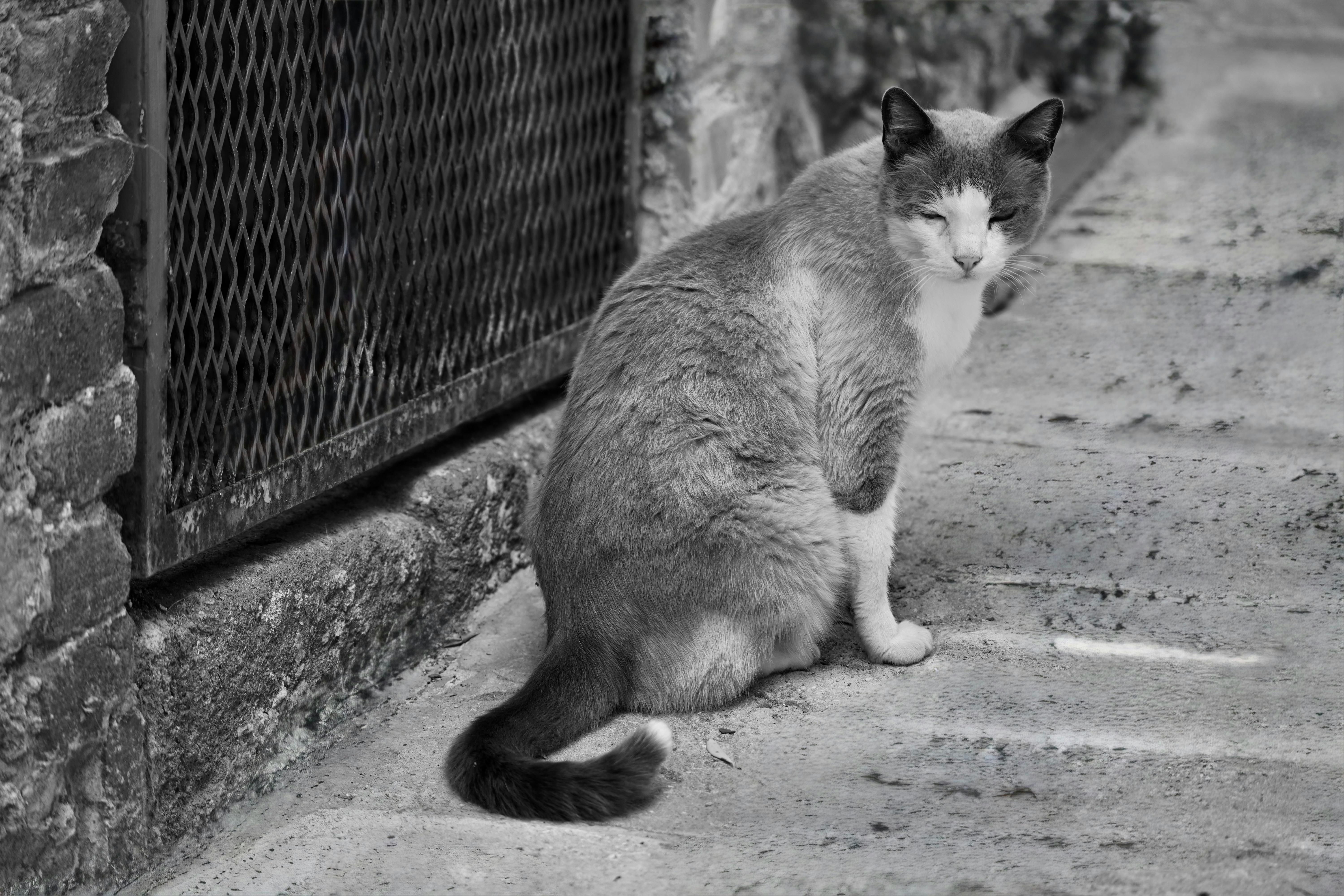 Black and White Photograph of a Pensive Cat · Free Stock Photo