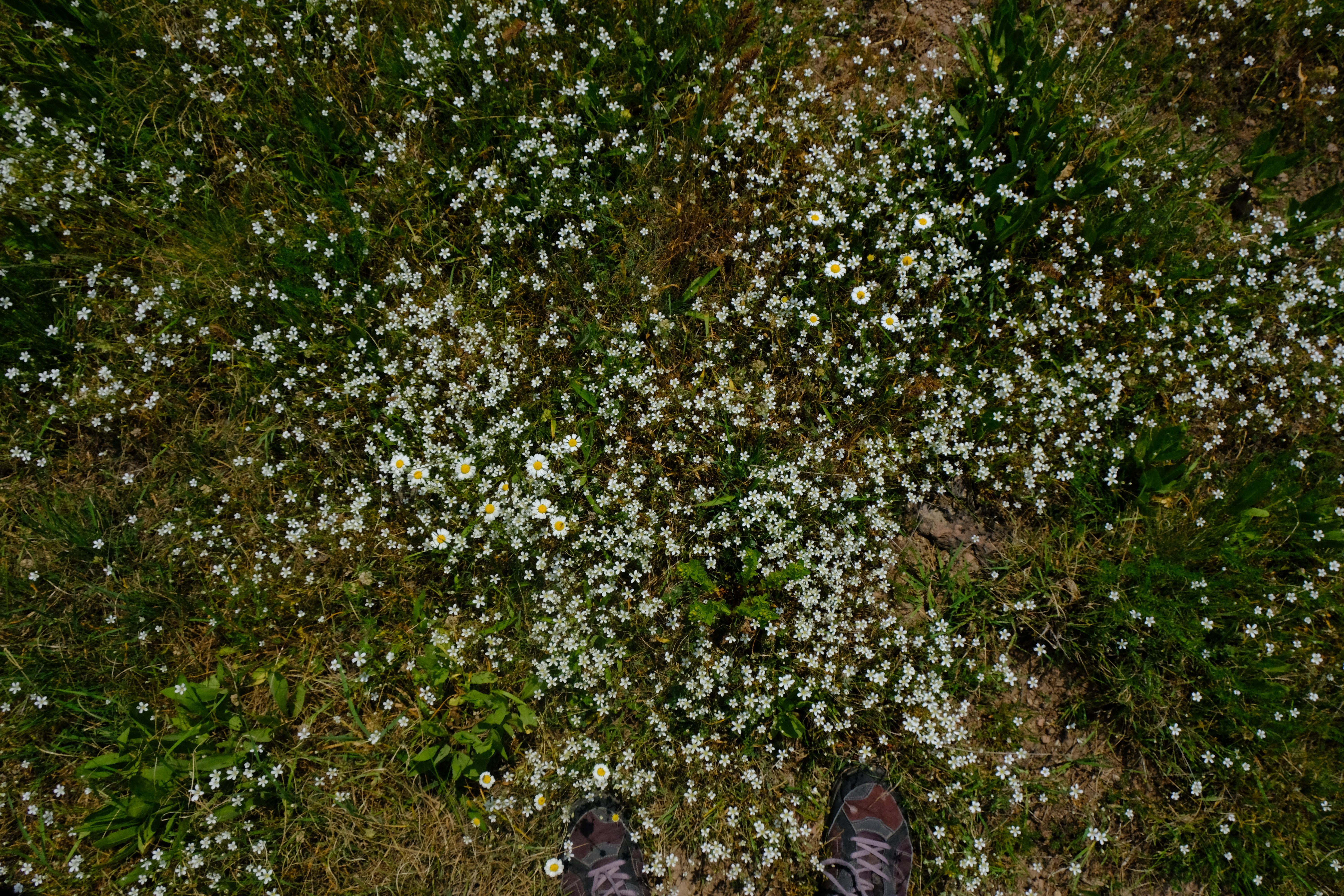 Top View of Wildflowers and Foot in a Field · Free Stock Photo