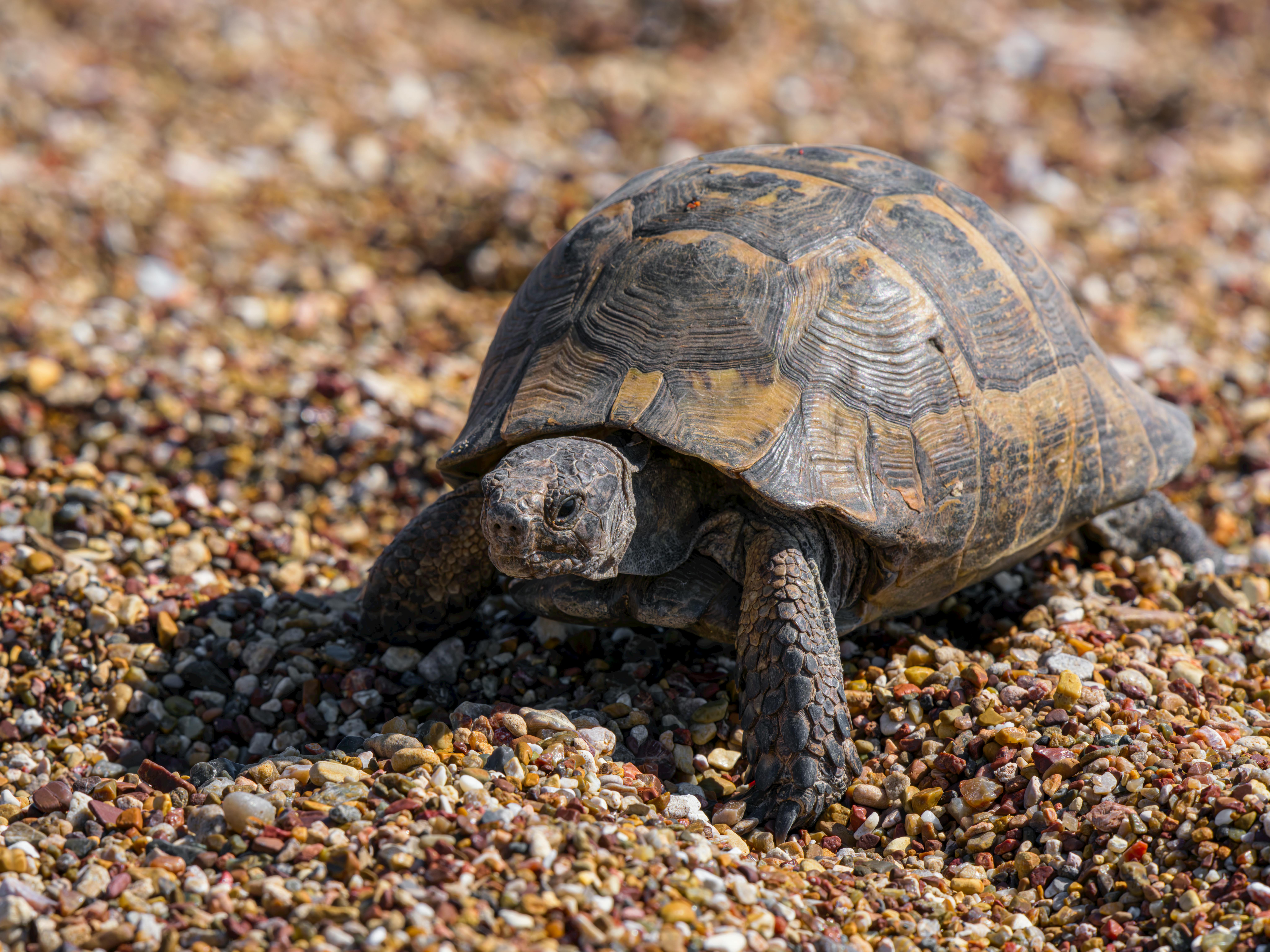 Tortoise on Pebble Beach in Natural Habitat · Free Stock Photo