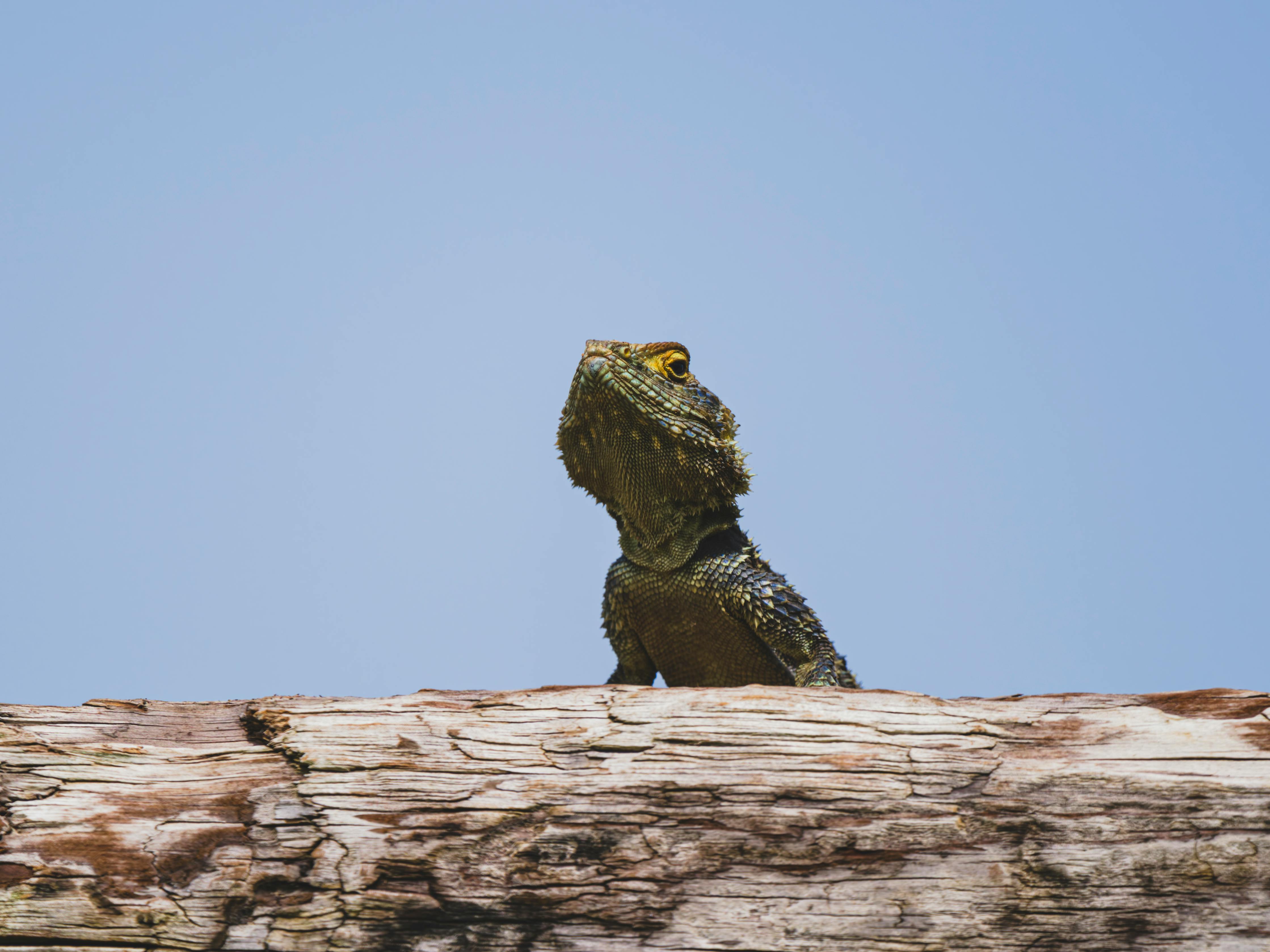 Sunbathing Lizard on Weathered Log · Free Stock Photo