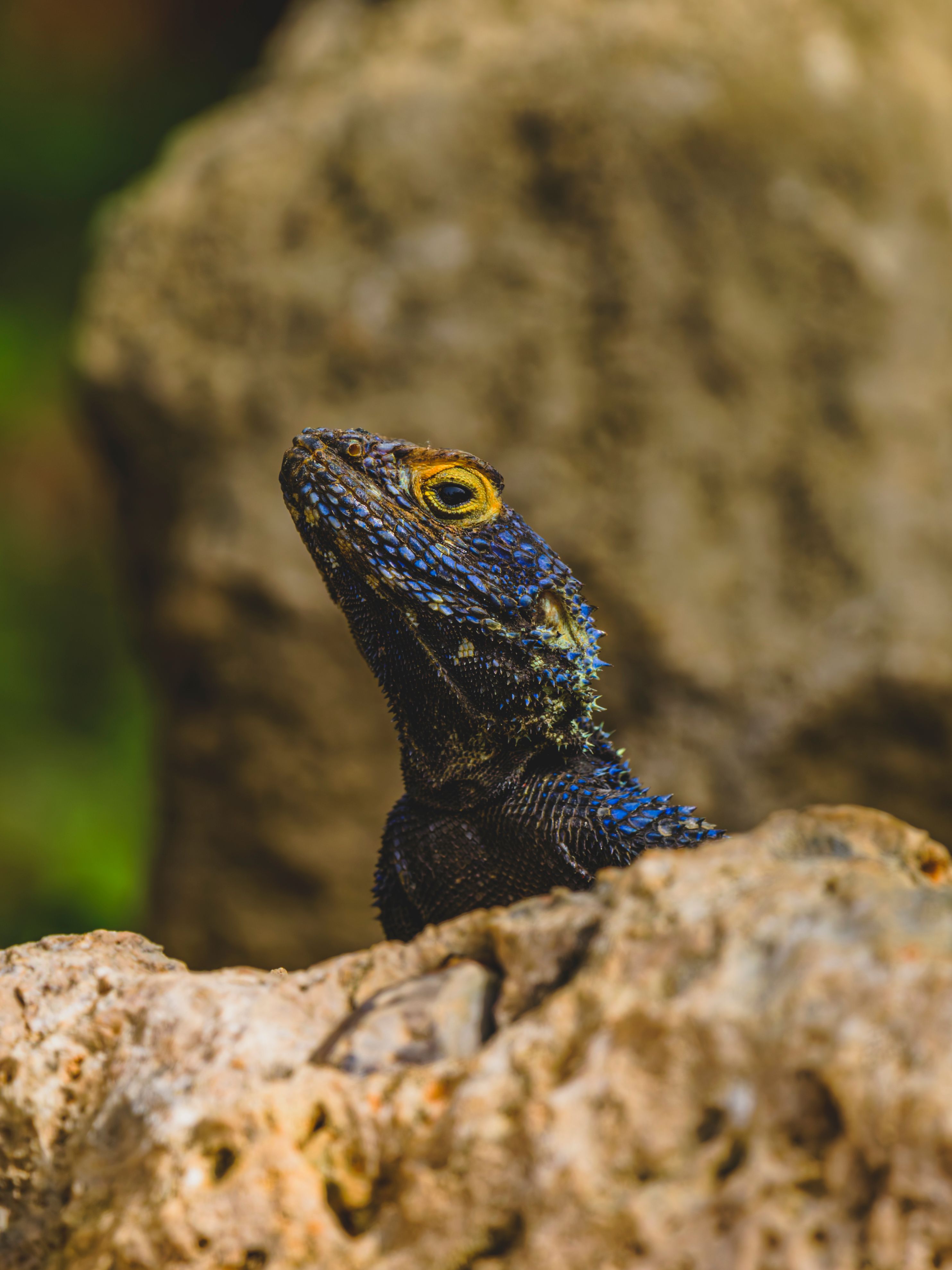 Forest Animals Photos, Download The BEST Free Forest Animals Stock ...
