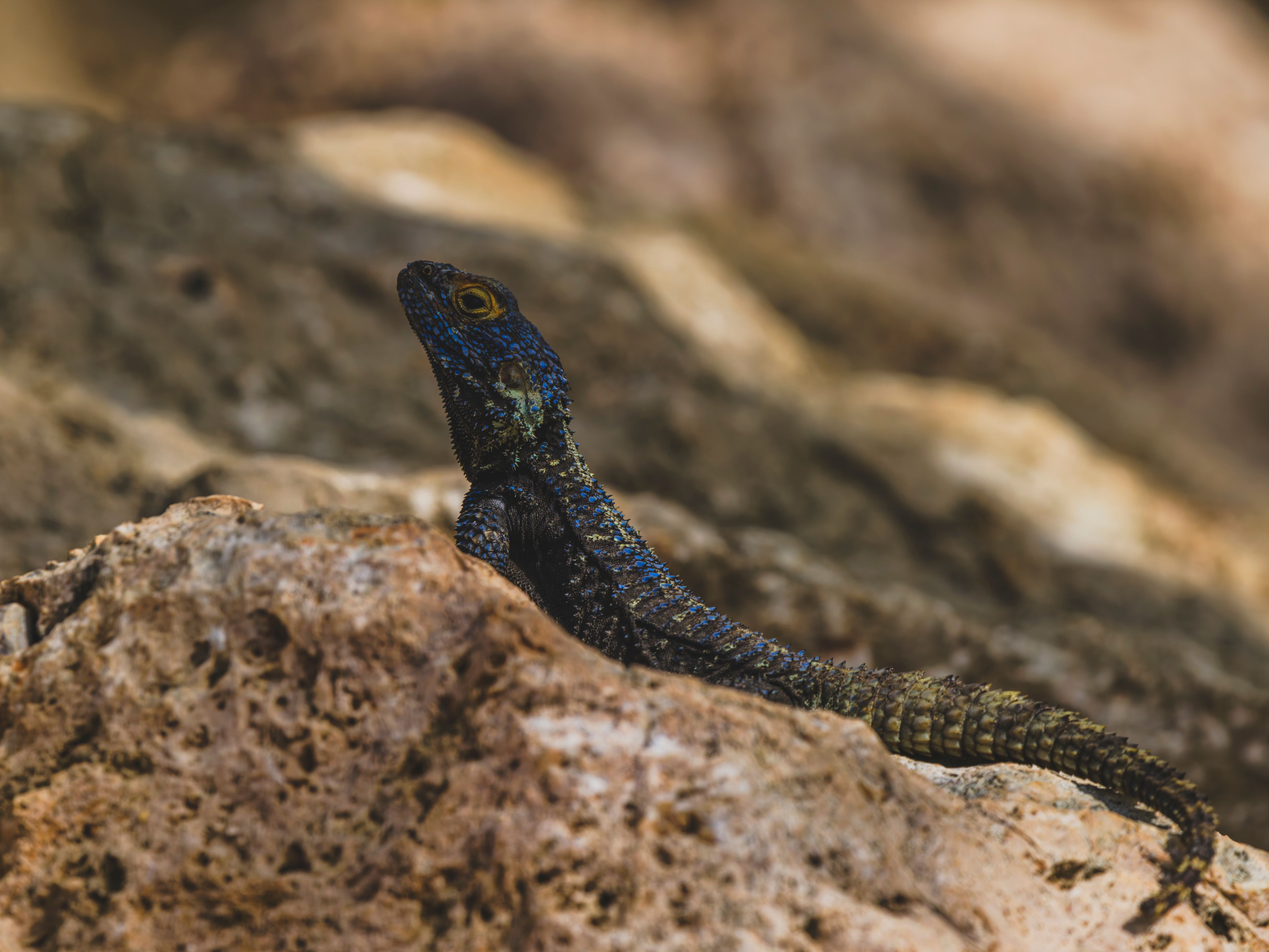 Close-Up of Blue Agama Lizard in Natural Habitat · Free Stock Photo