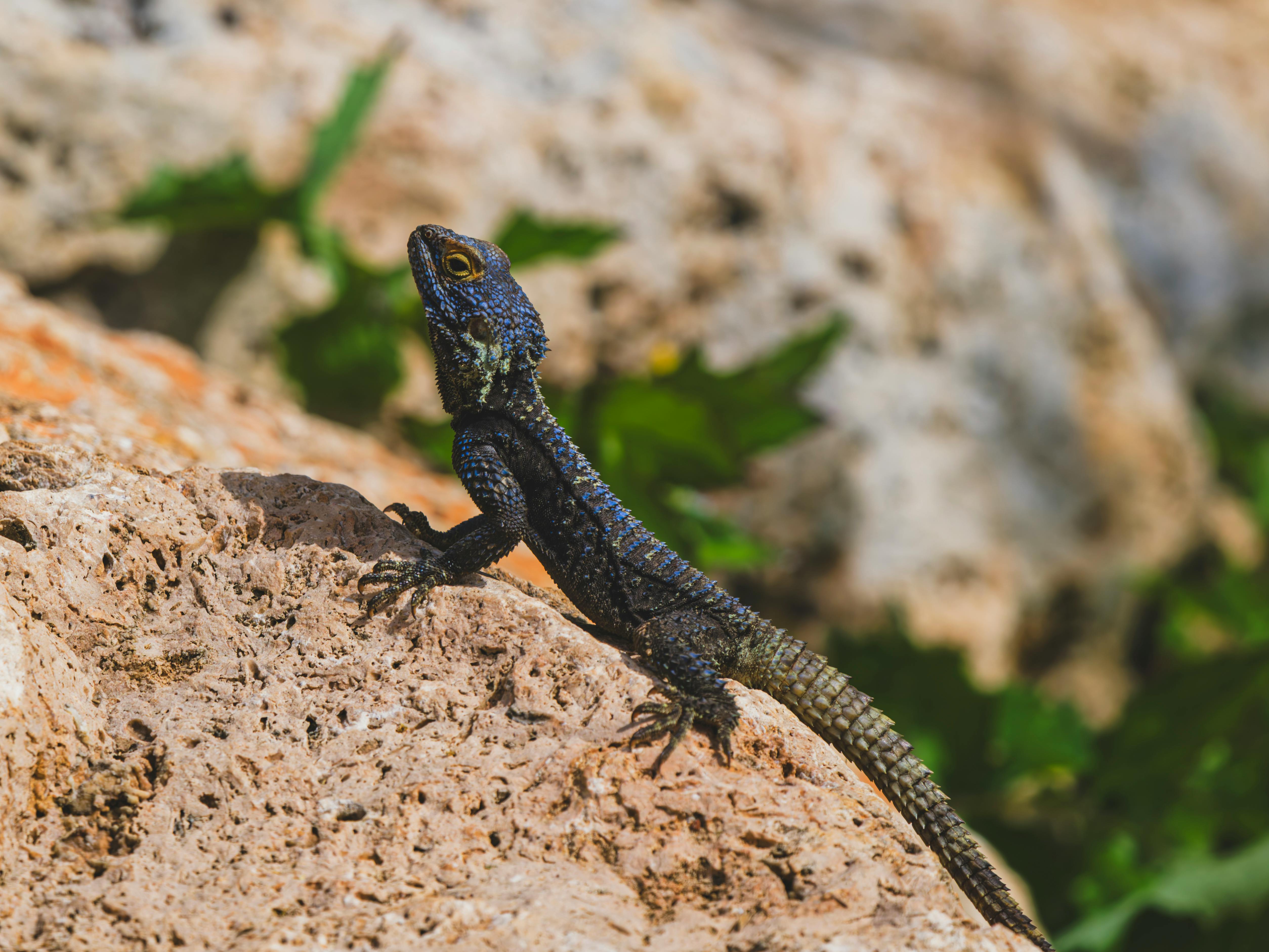 Toxicofera Explained: Simple Guide for Beginners