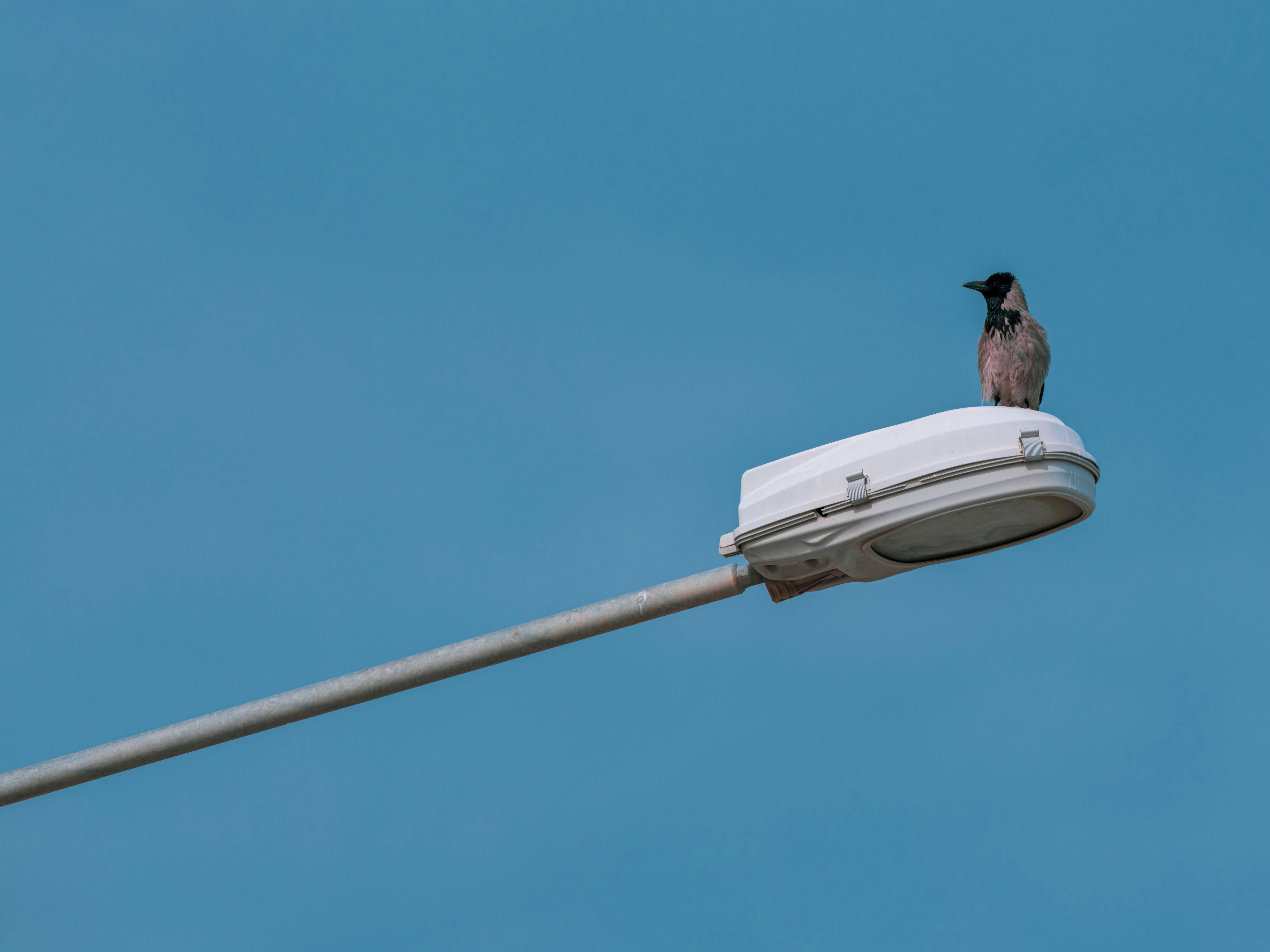 Urban Bird on Street Light Against Blue Sky · Free Stock Photo