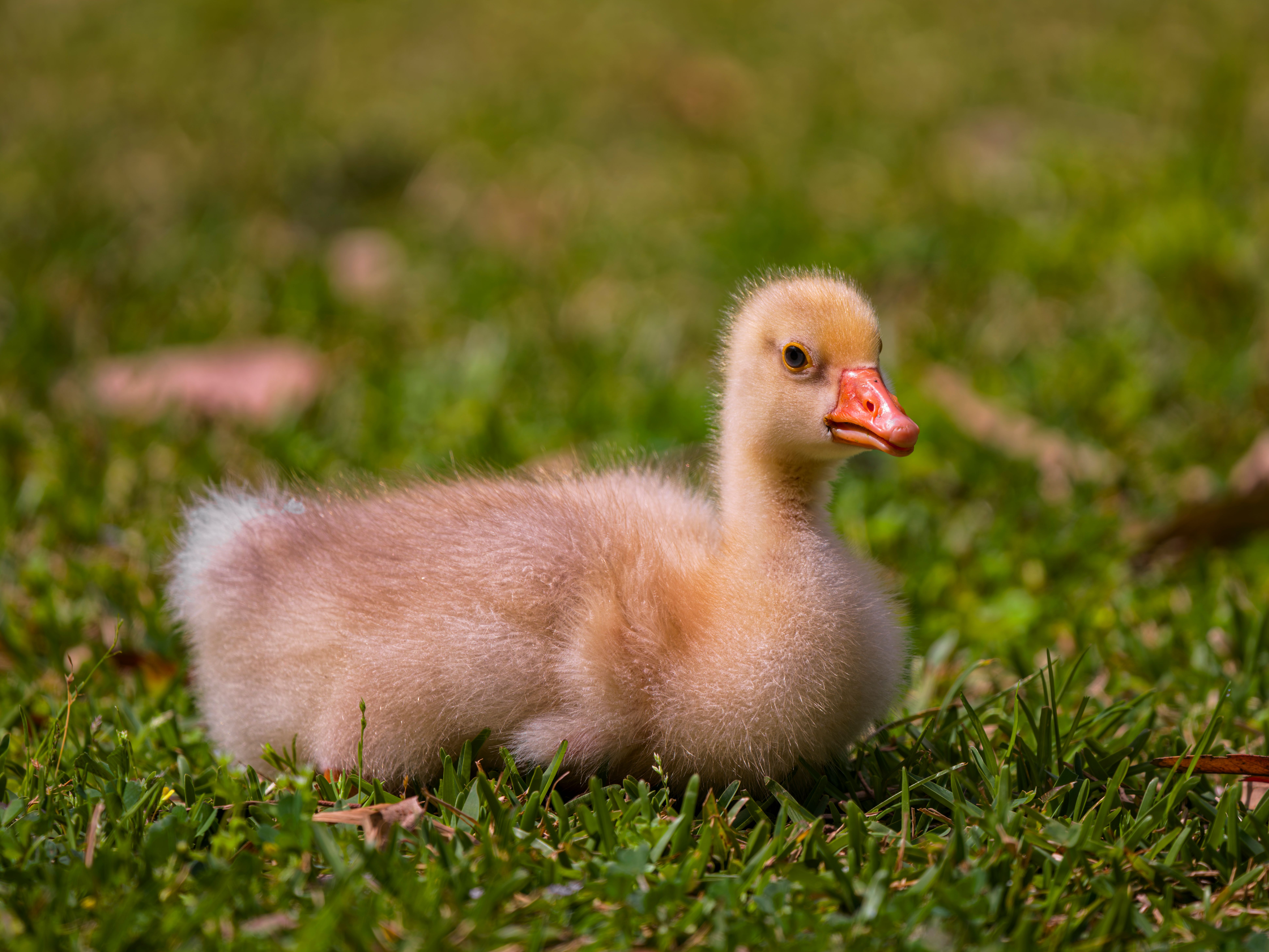 Adorable Fluffy Gosling on Green Grass · Free Stock Photo