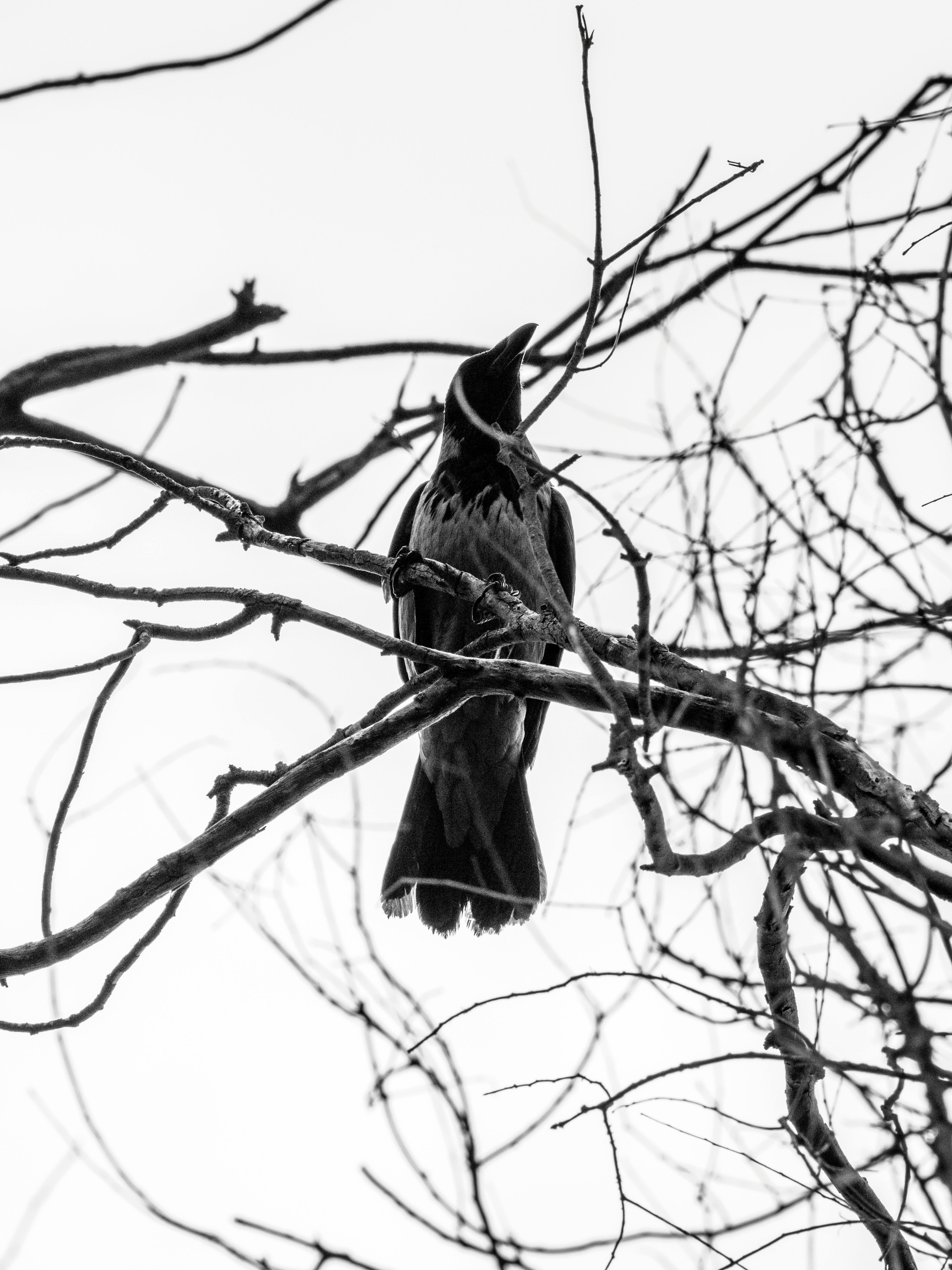 Raven Winter Photos, Download The BEST Free Raven Winter Stock Photos ...