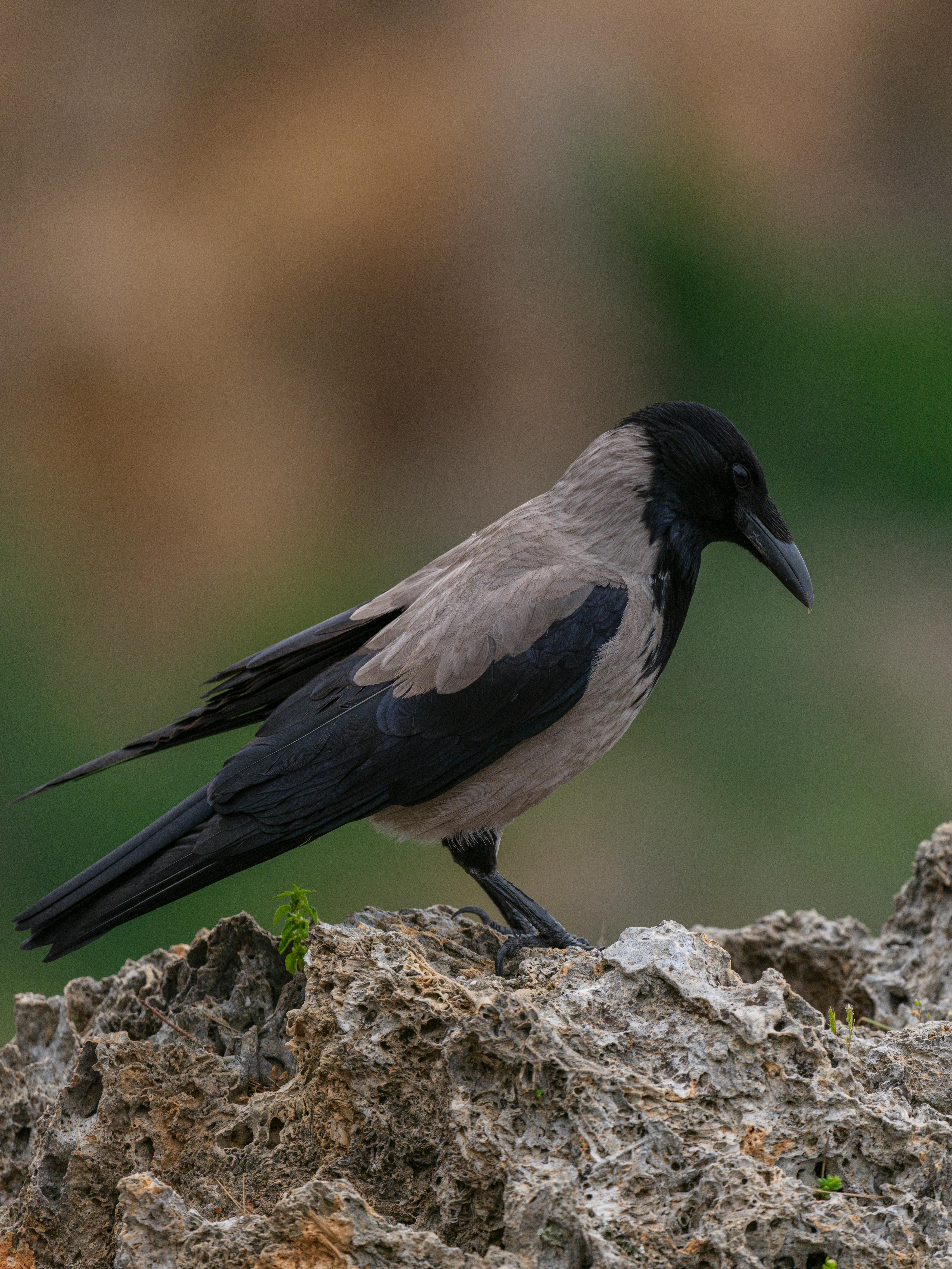 Hooded Crow Perched on Rocky Surface · Free Stock Photo