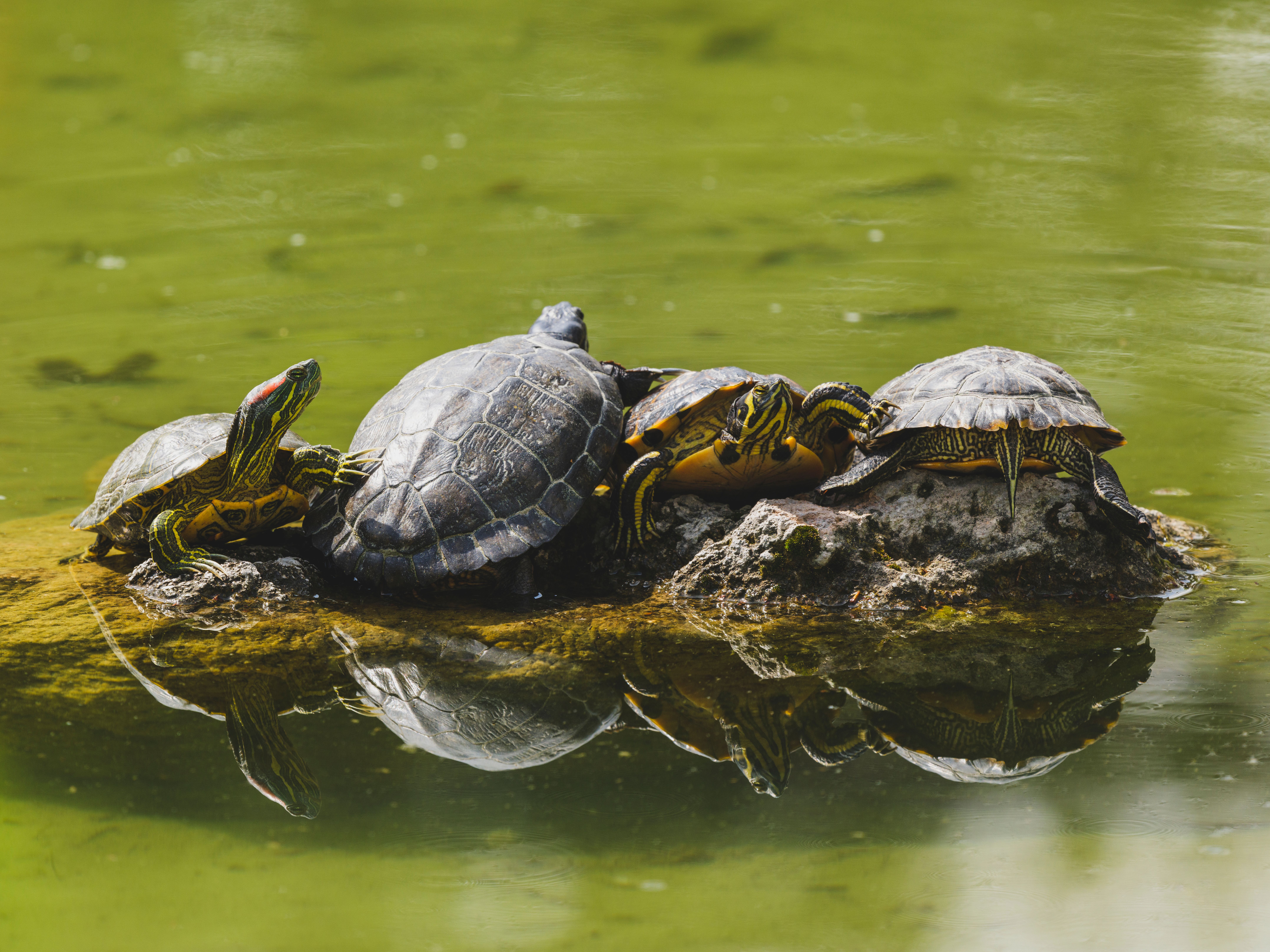 Bale Of Turtles Photos, Download The BEST Free Bale Of Turtles Stock ...