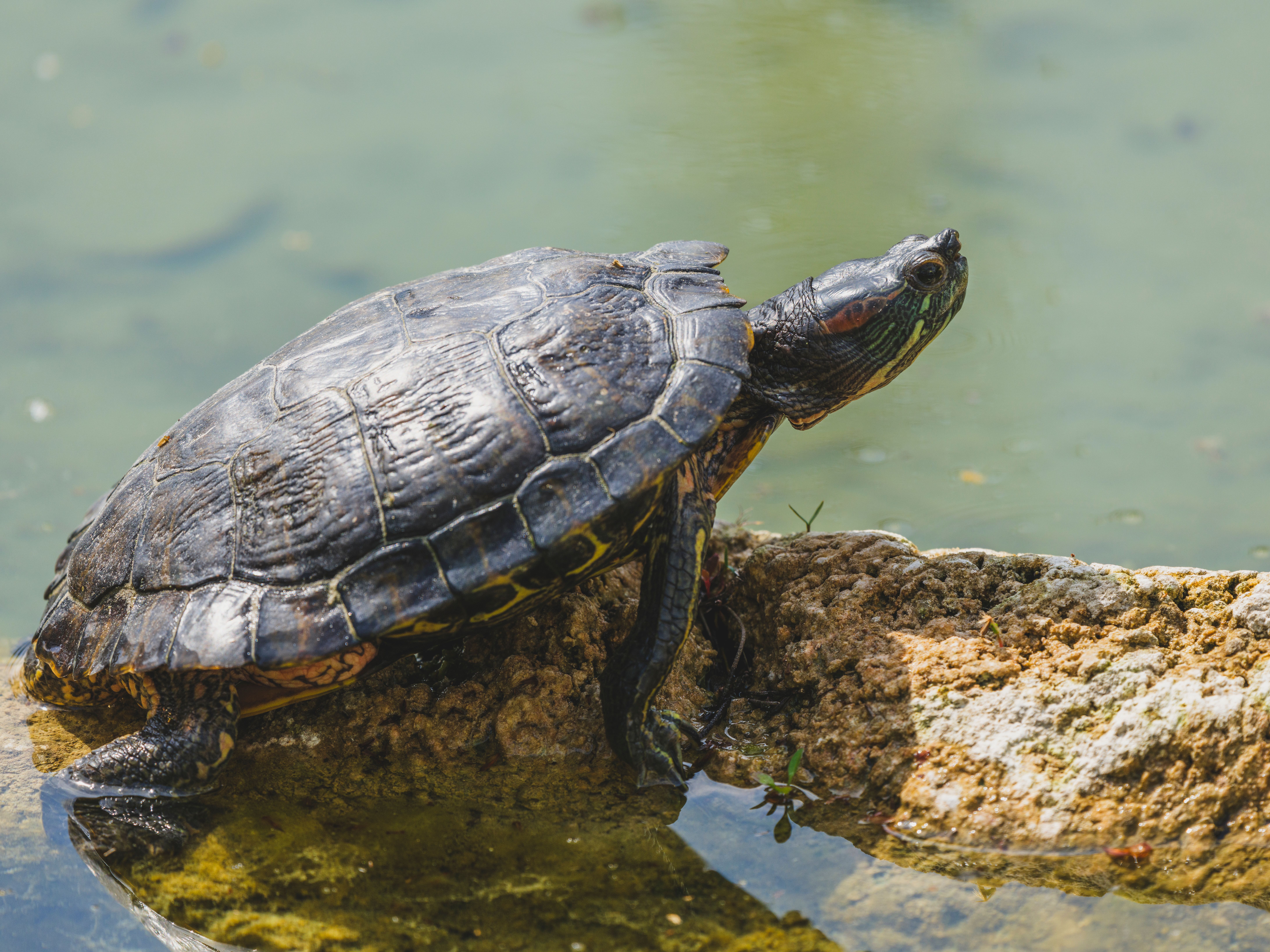 Wild Turtle Sunbathing on a Rock in Pond · Free Stock Photo