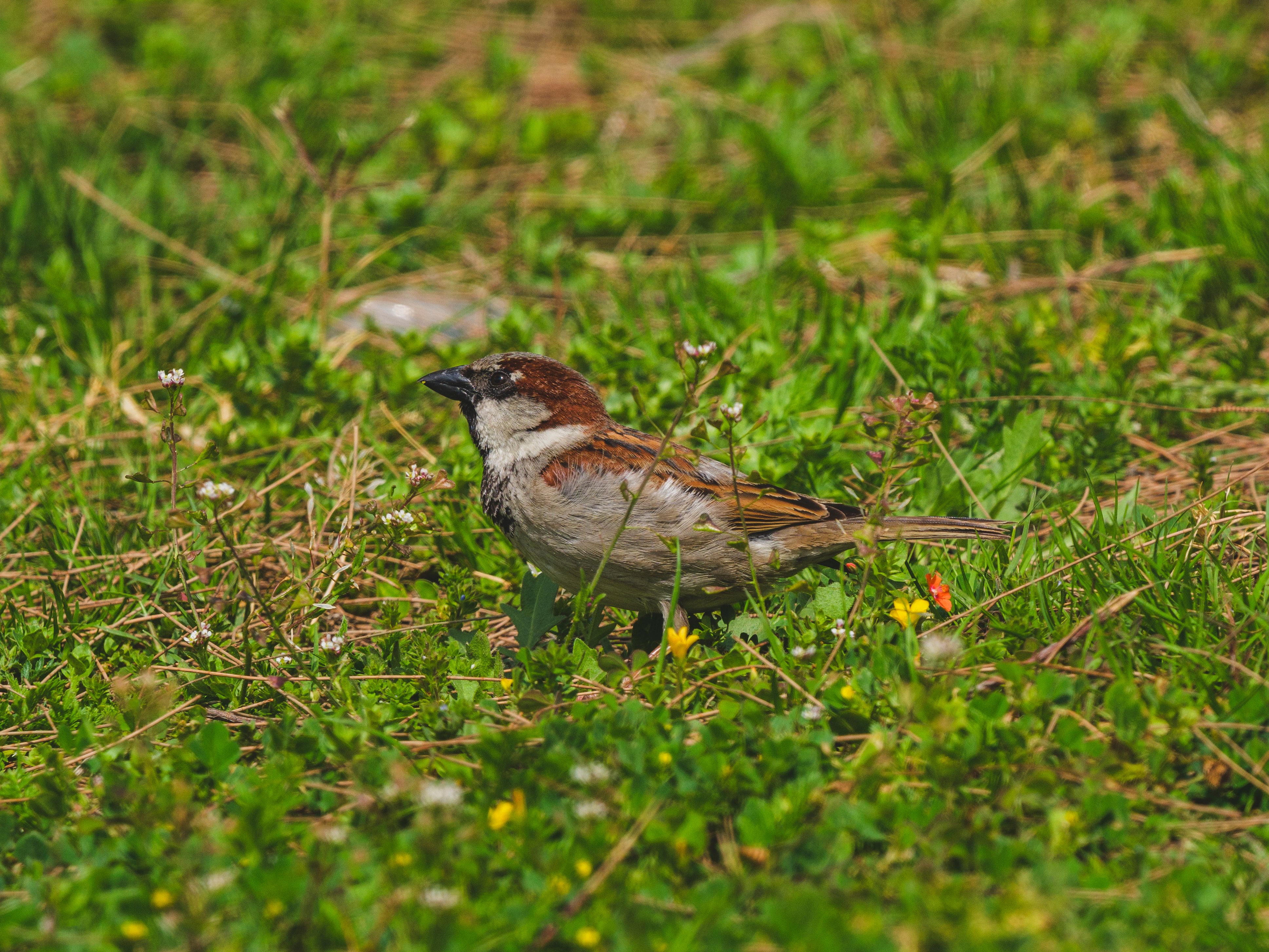 Close-up of a Sparrow in Lush Green Grass · Free Stock Photo