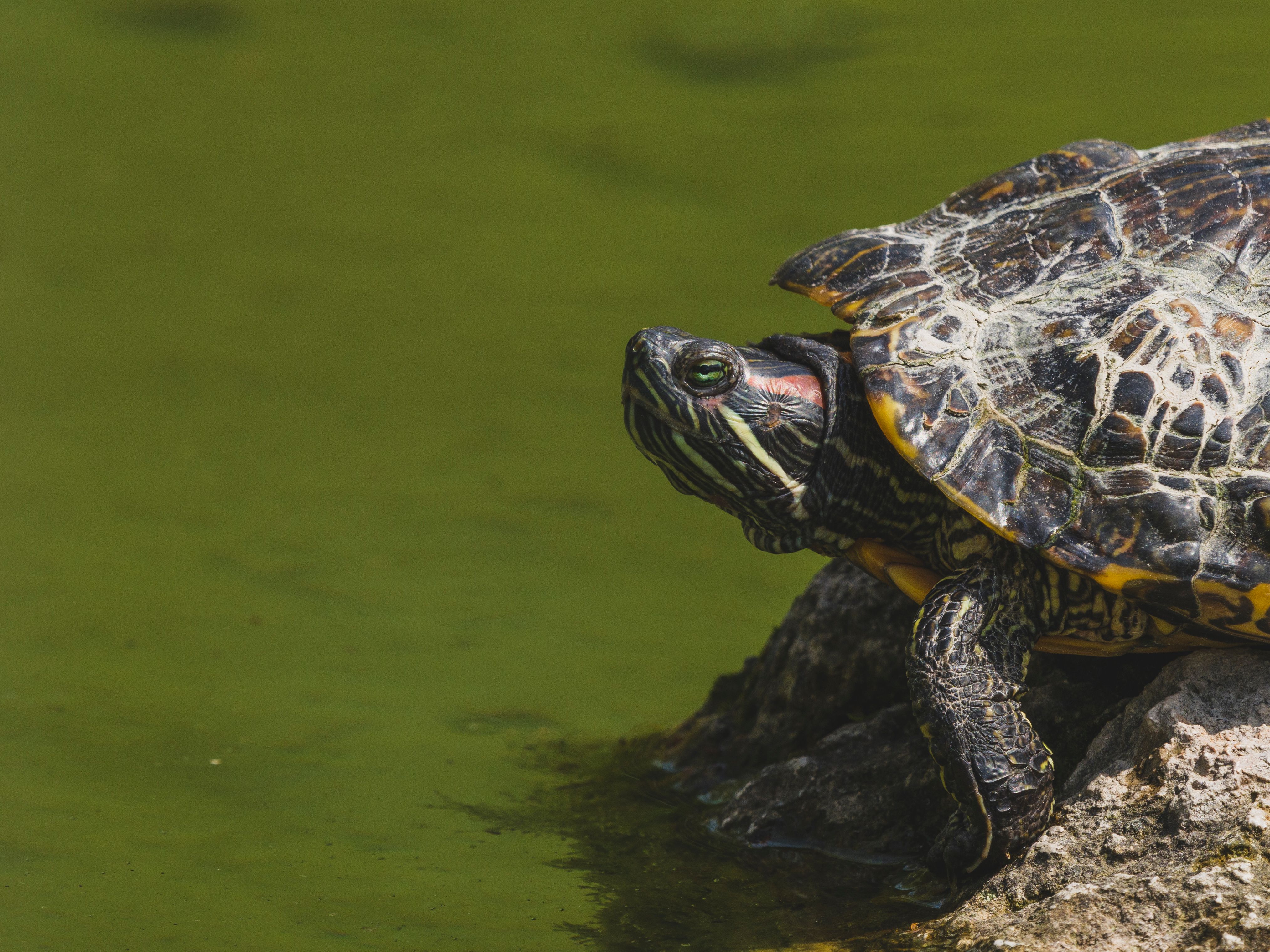 Cute Tortoise Photos, Download The BEST Free Cute Tortoise Stock Photos ...