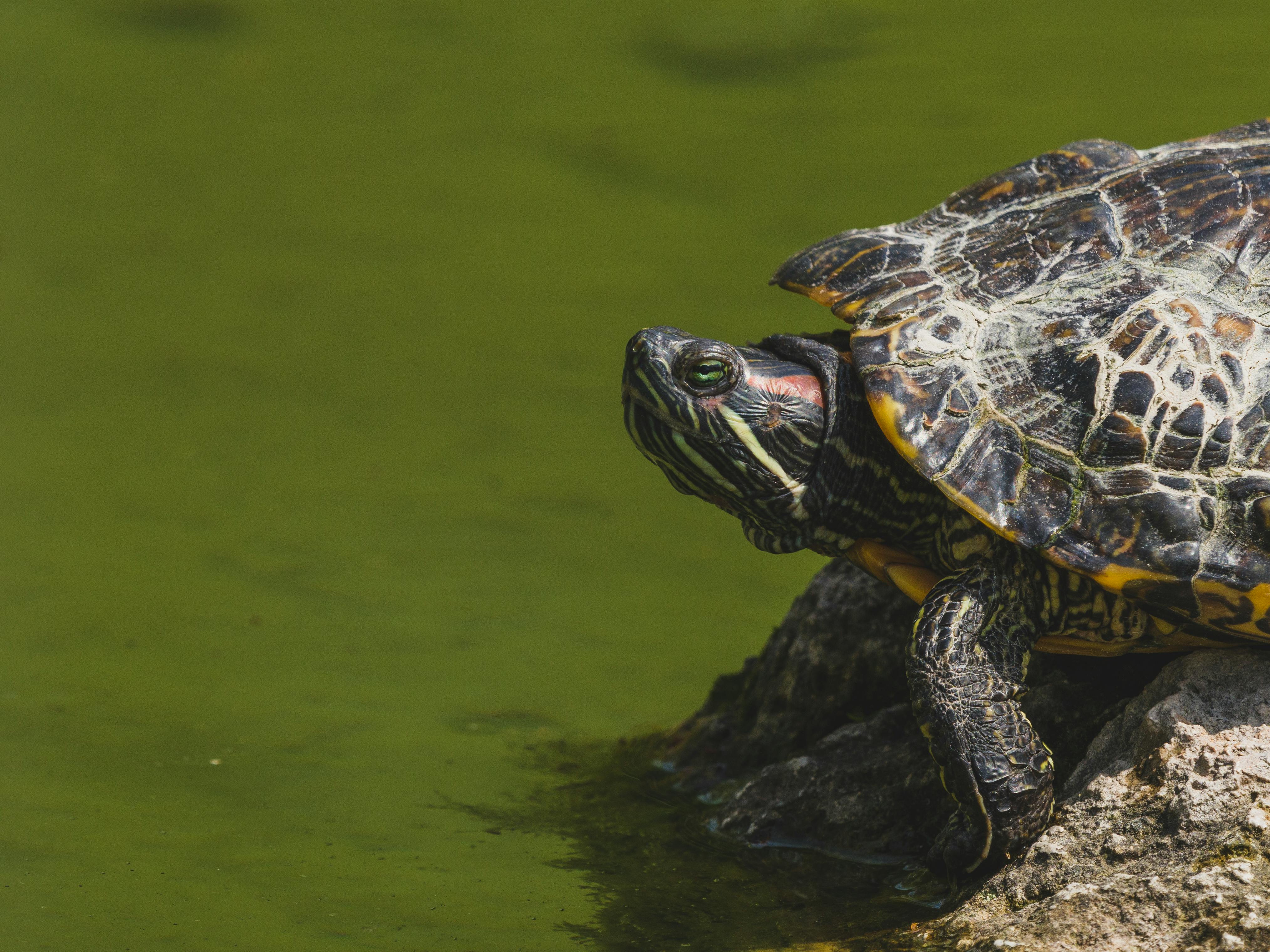 Primer Plano, De, Un, Tortuga · Foto de stock gratuita