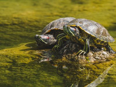 Cute Turtles Photos, Download The BEST Free Cute Turtles Stock Photos ...