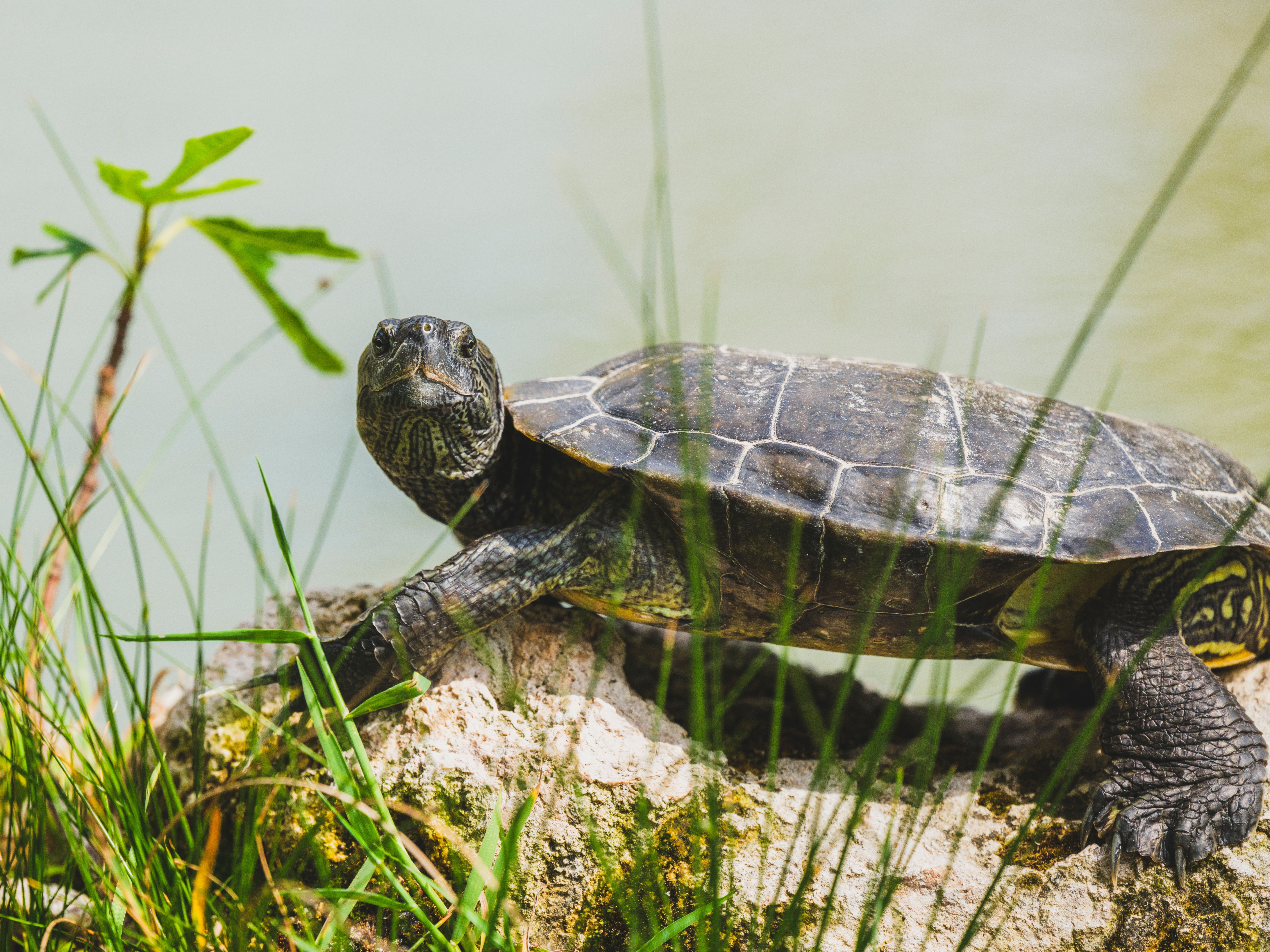 Tortuga En Una Roca En El Estanque · Foto de stock gratuita