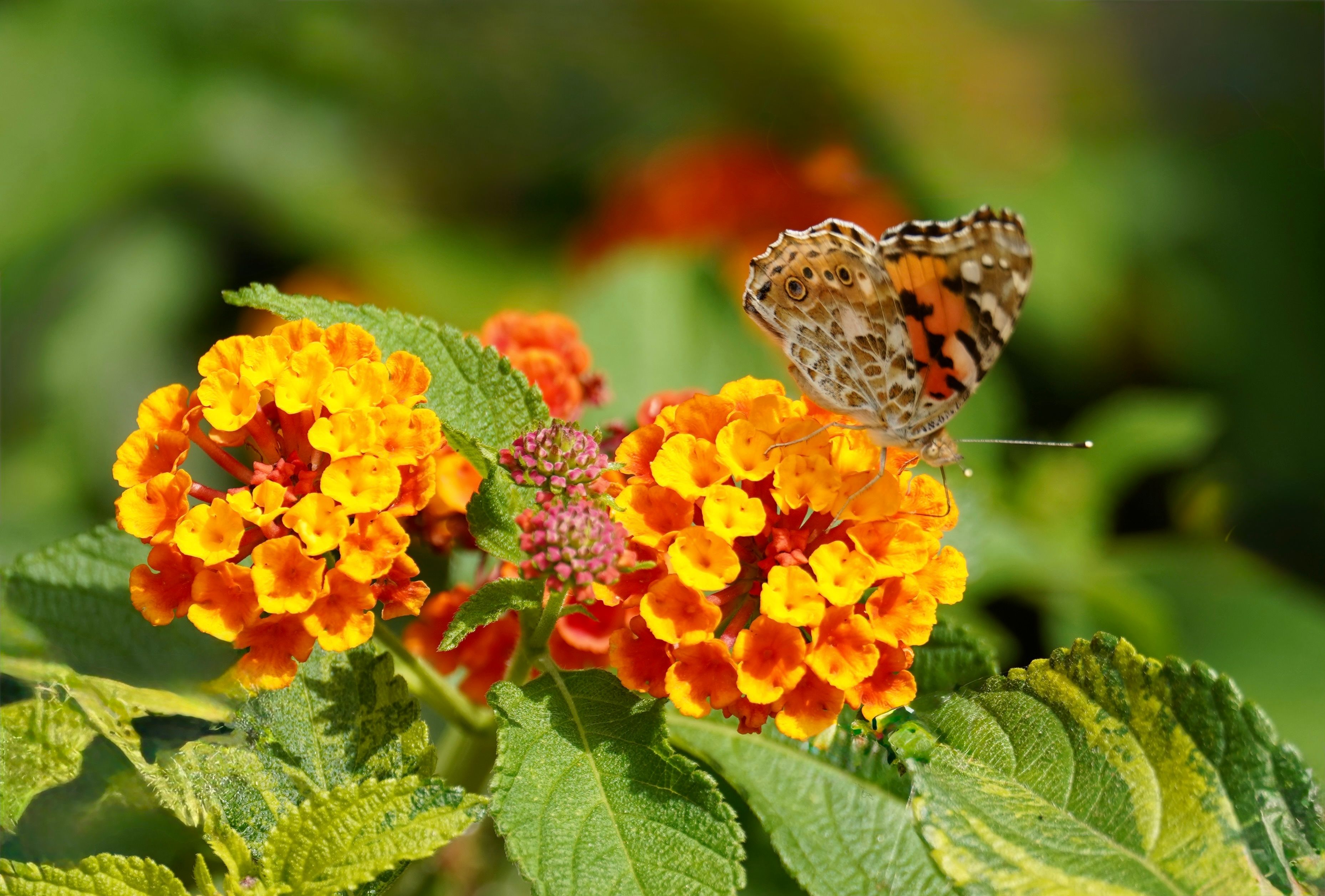 Plant Identification Photos Download The BEST Free Plant