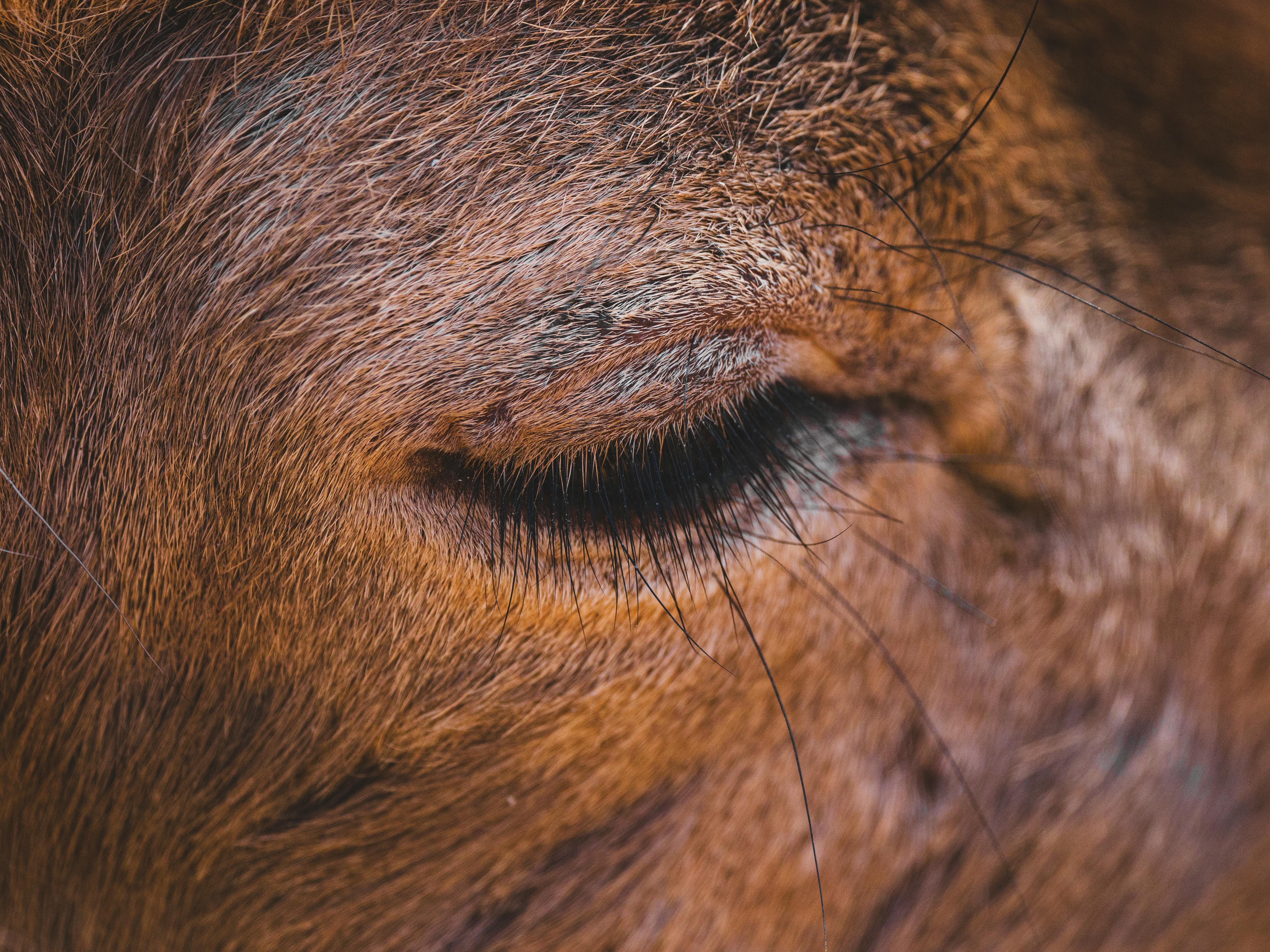 Close-up of a Sleeping Deer Eye · Free Stock Photo
