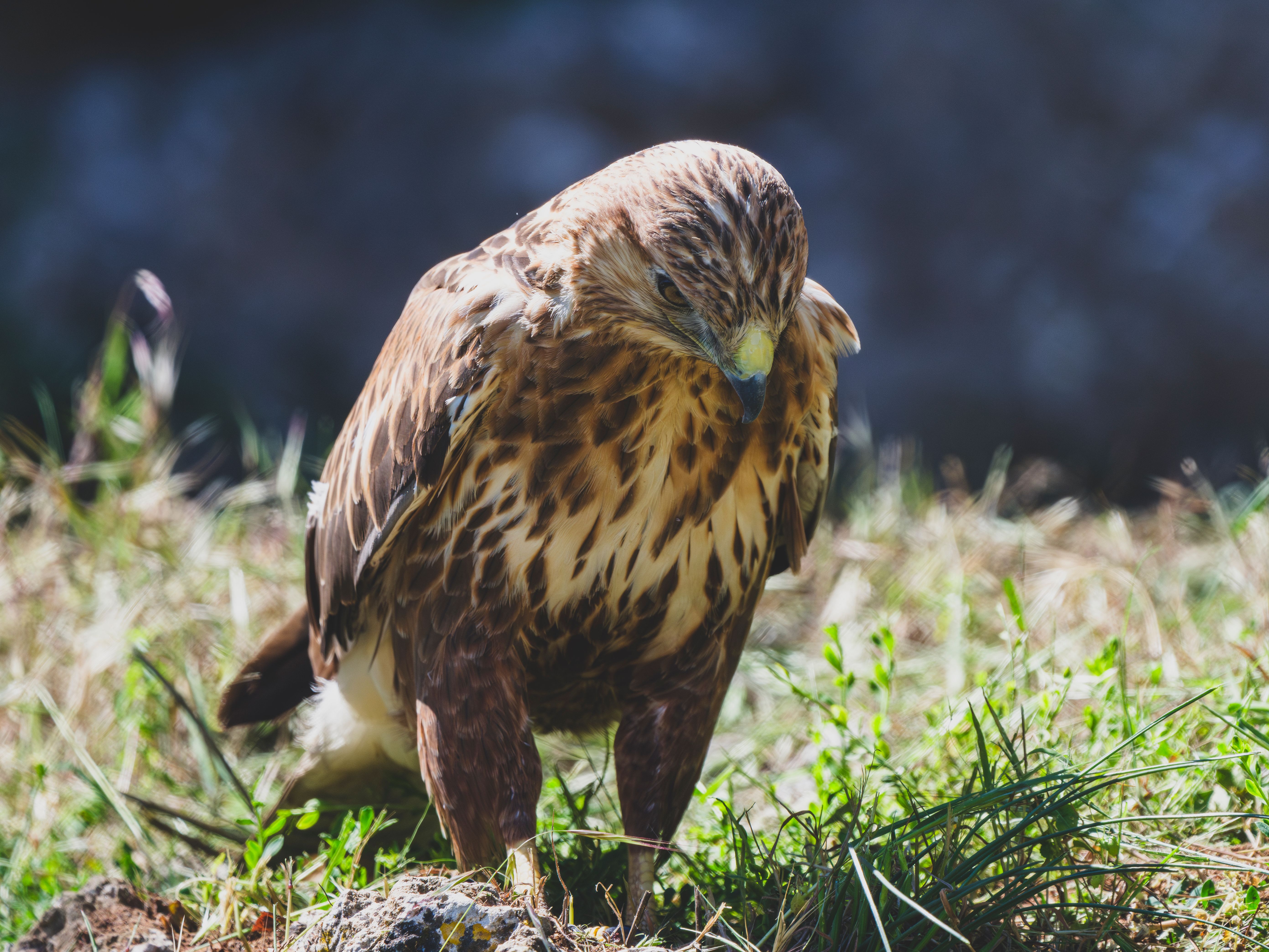 Close-up Portrait of a Wild Buzzard in Nature · Free Stock Photo