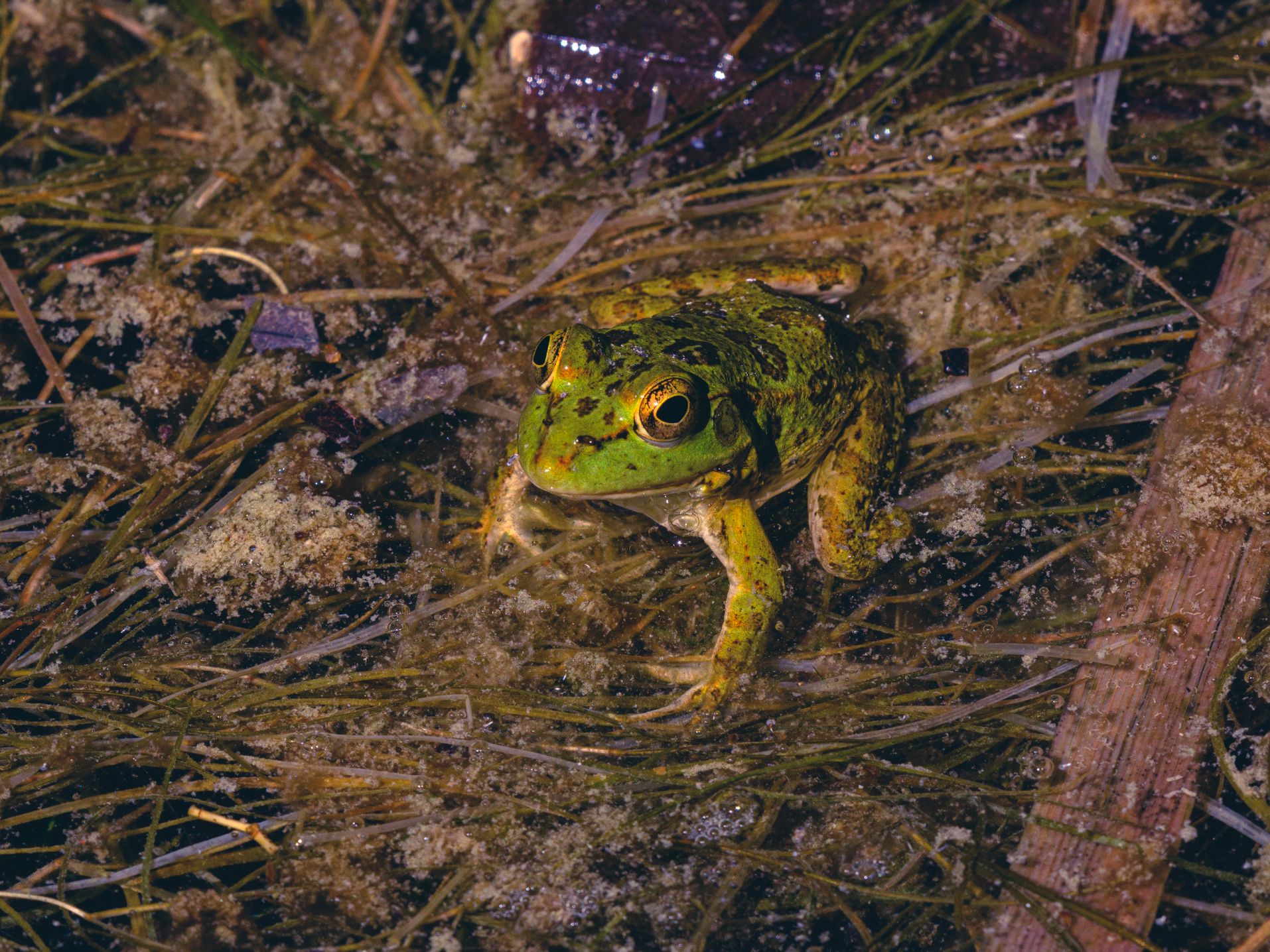 Phyllomedusa Bicolor: Where It Lives and How It Survives