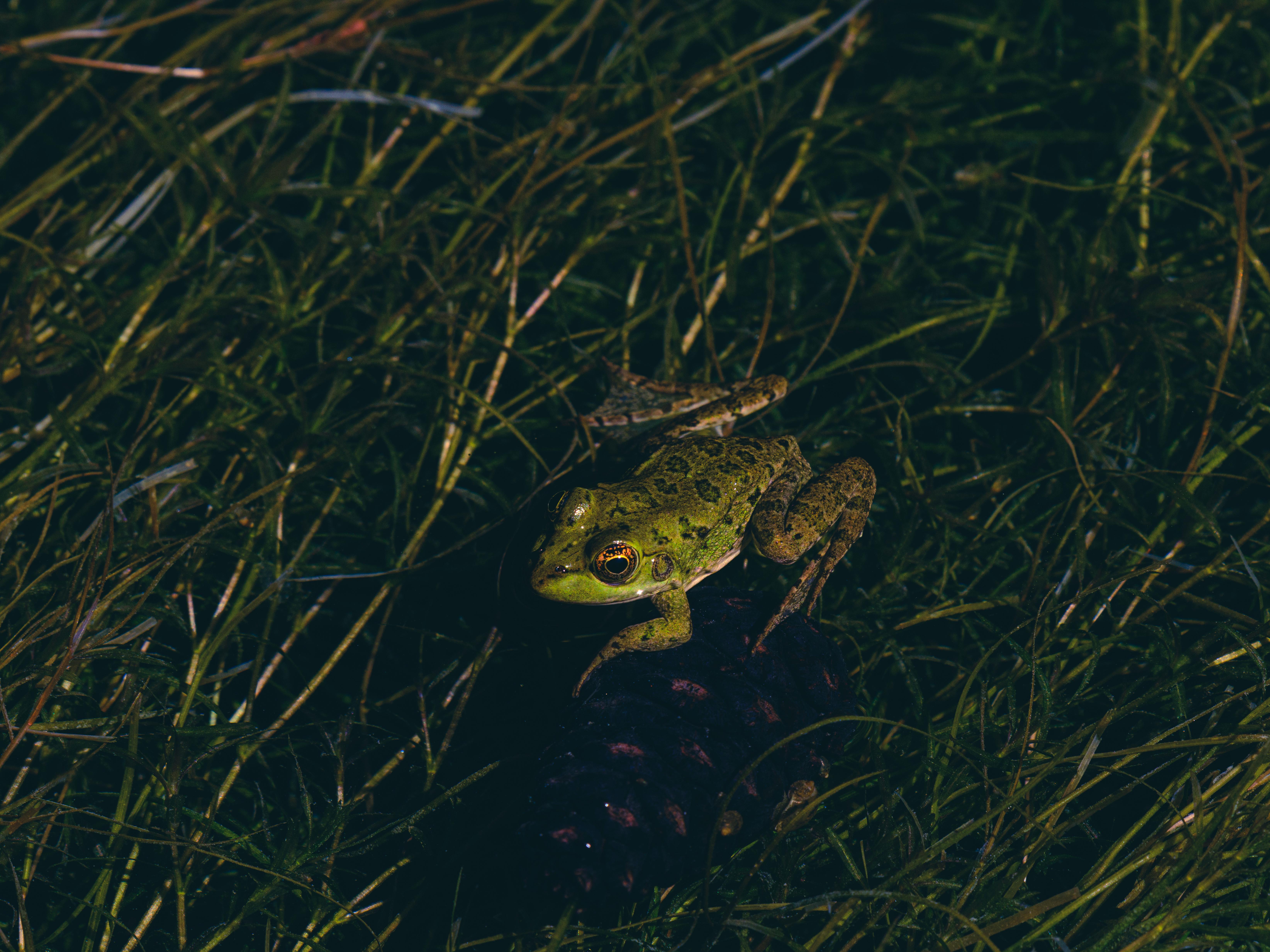 Green Frog Resting in a Natural Habitat · Free Stock Photo